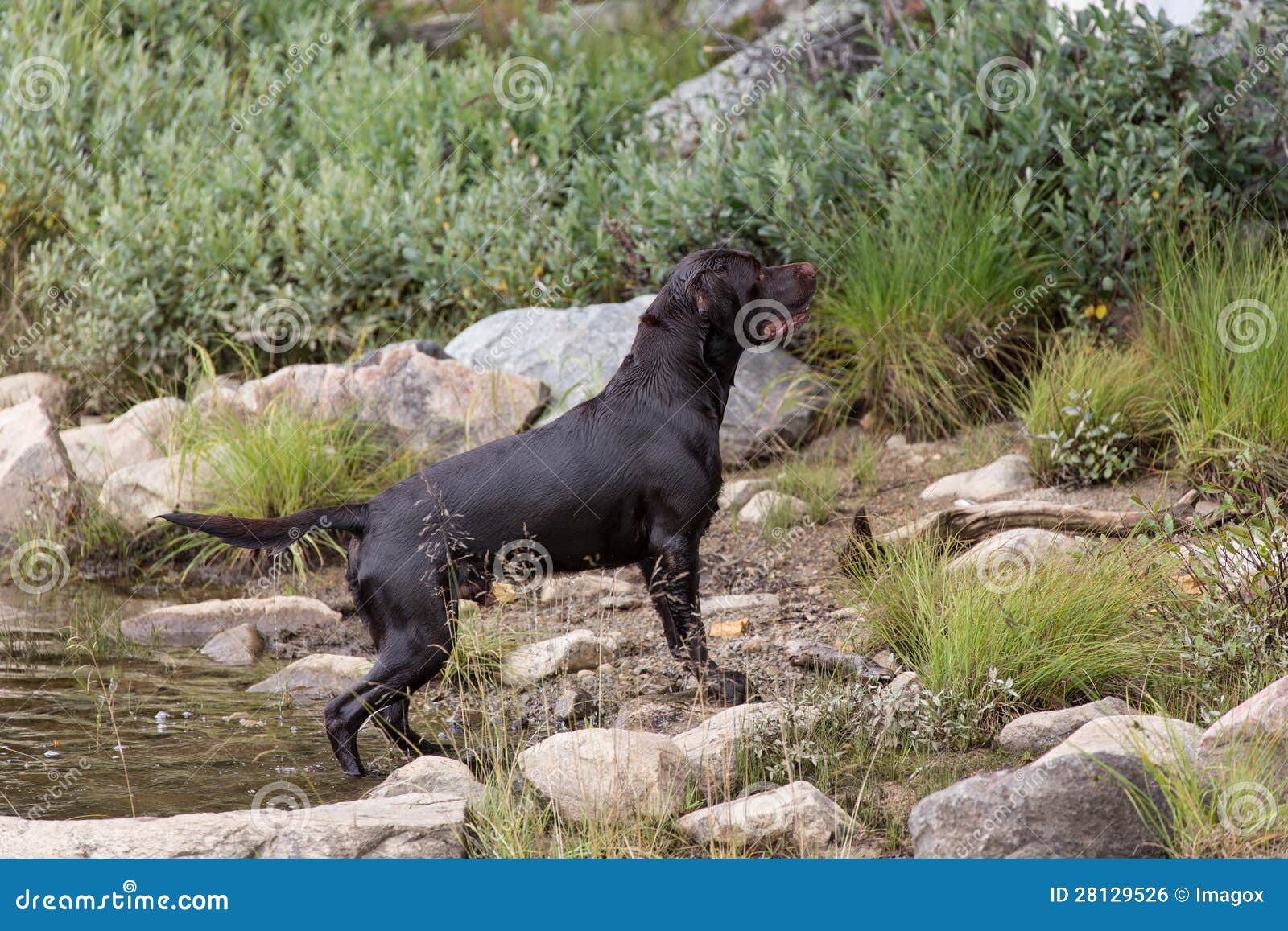 Labrador Retriever in the Hunt Stock Photo - Image of animal, hunting ...