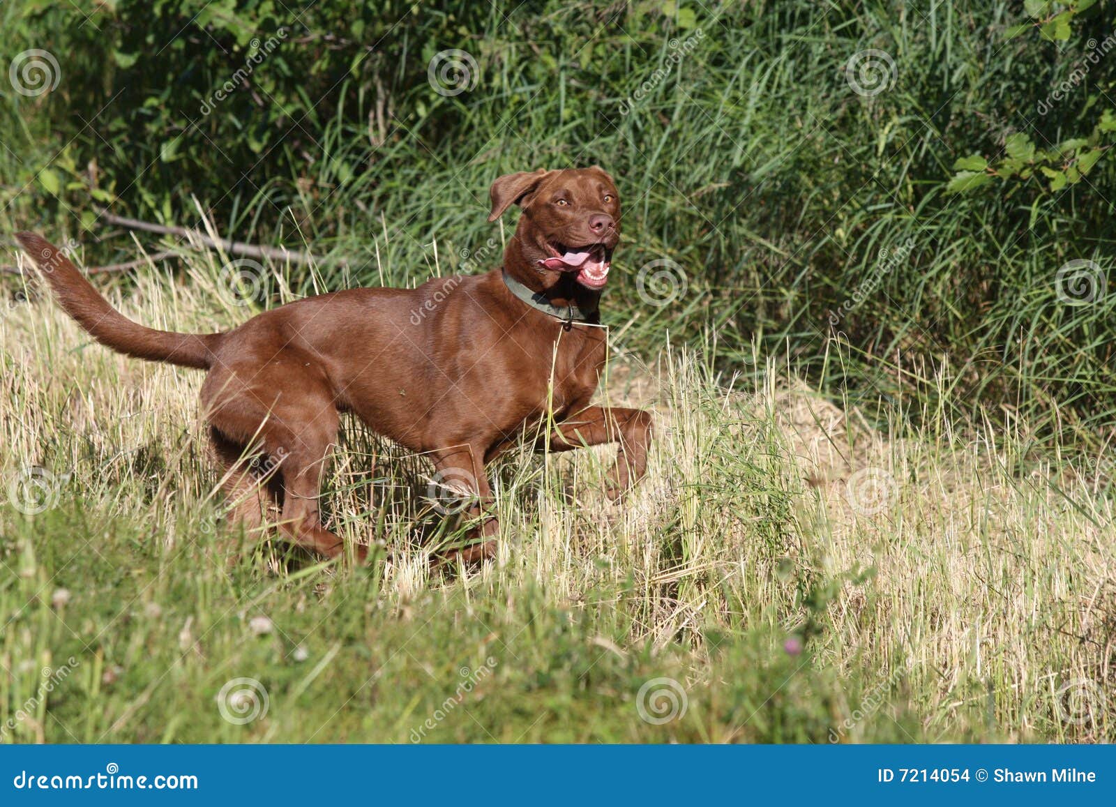 Labrador retriever hunting stock photo. Image of labrador - 7214054