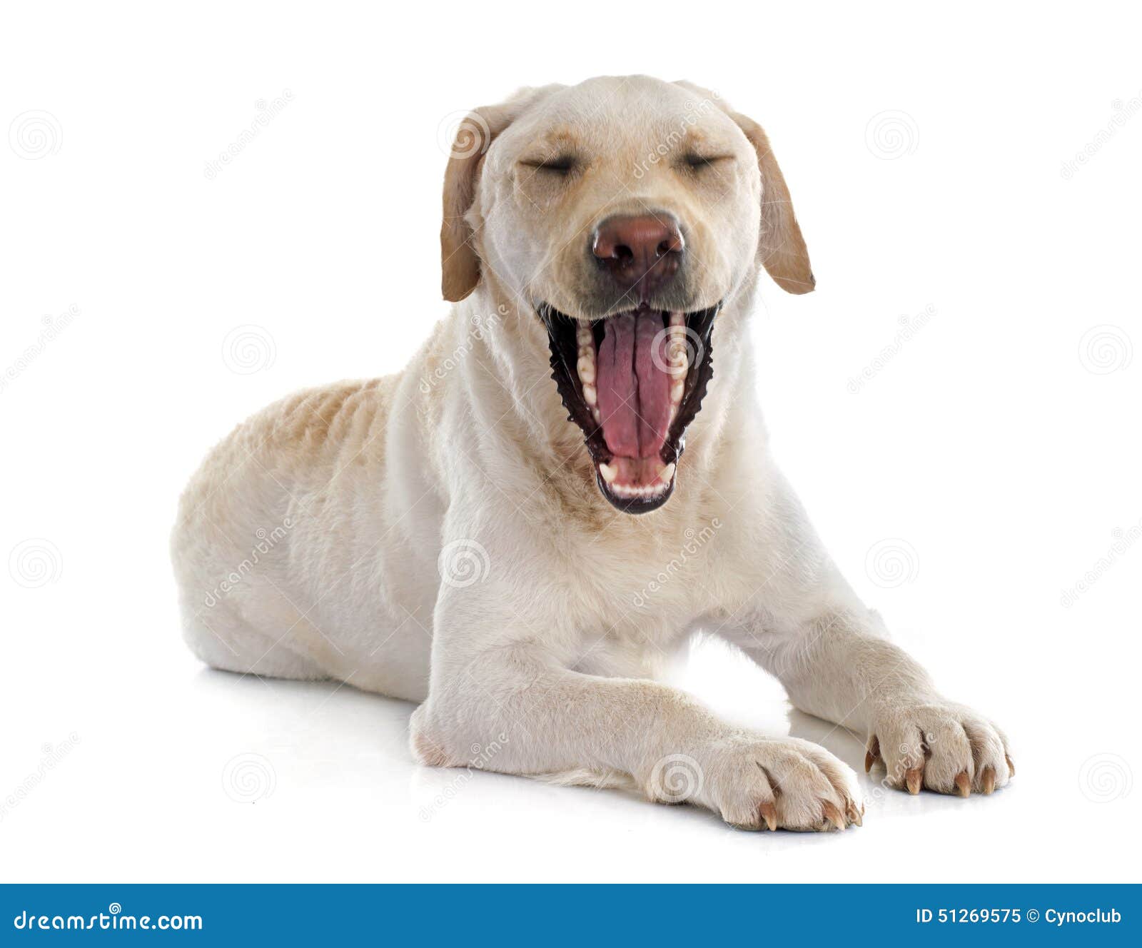 Labrador retriever jaw stock image. Image of yawning - 51269575