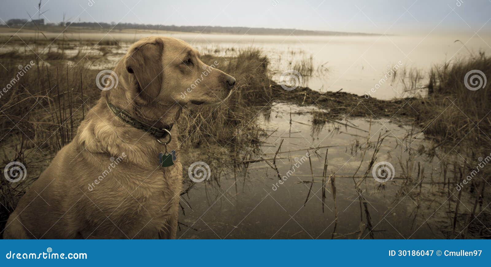 Labrador in marsh stock image. Image of swamp, friend - 30186047