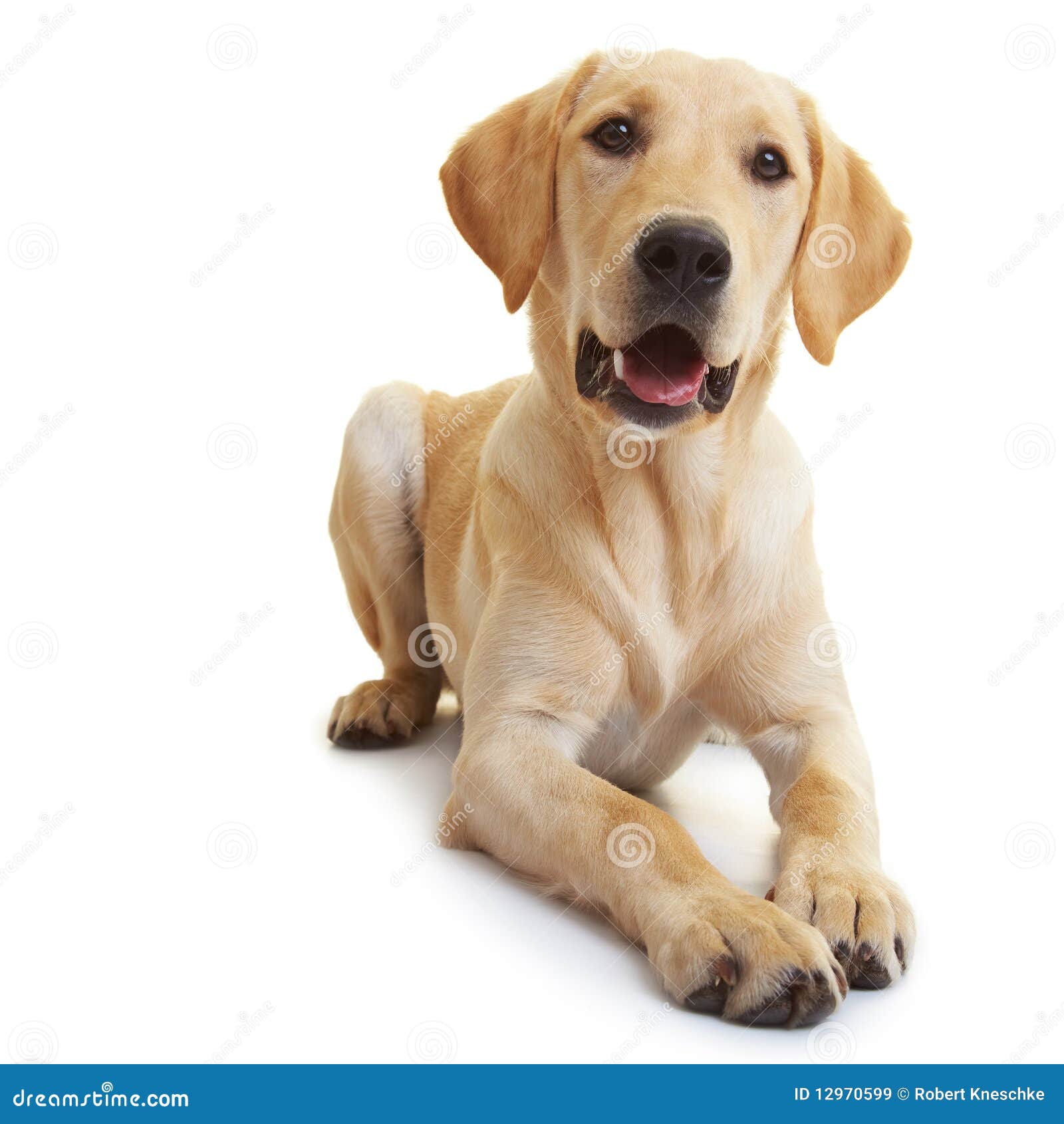 Chocolate Bassador Puppies