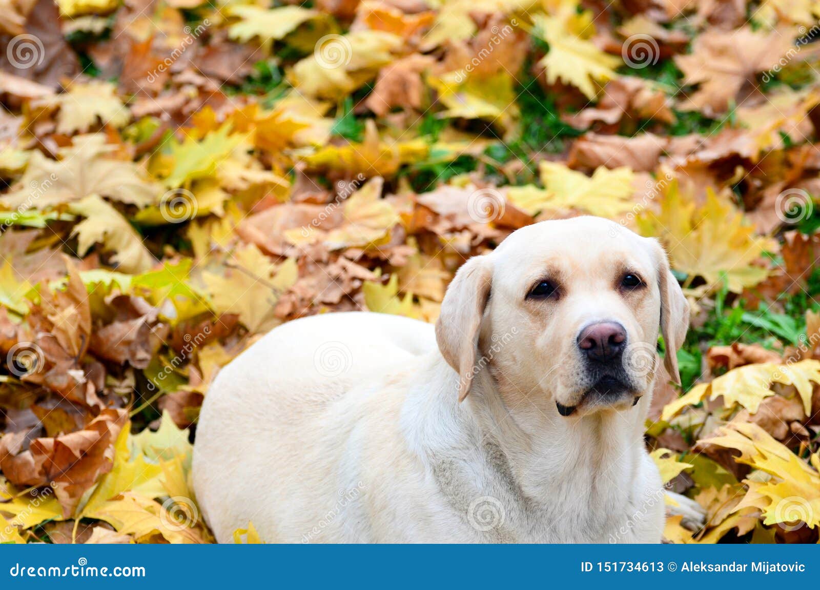 Labrador Retriever Lying at Autumn Leaves Stock Image - Image of adult ...