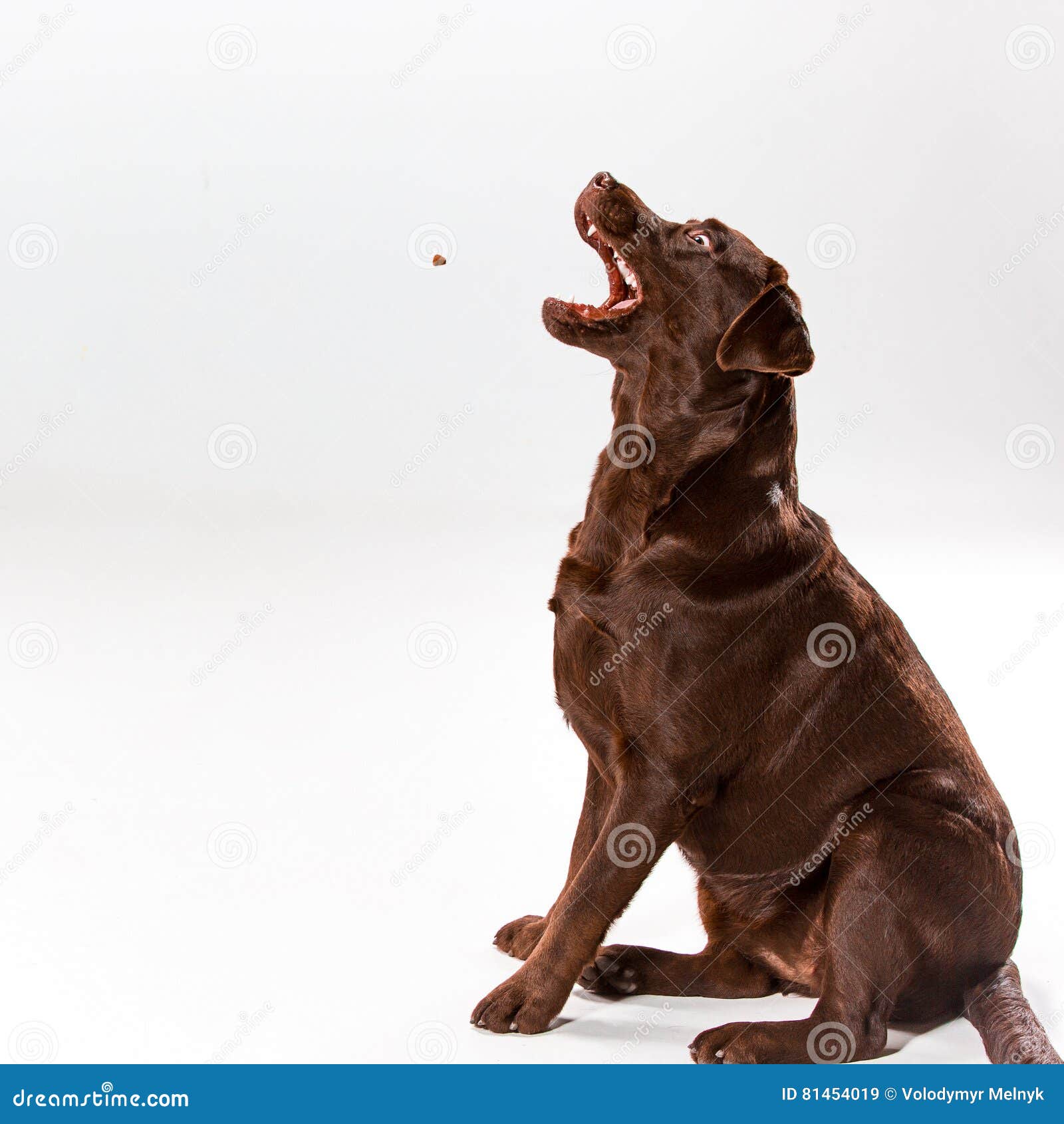 Labrador Retriever Marrom No Branco Imagem de Stock - Imagem de ...