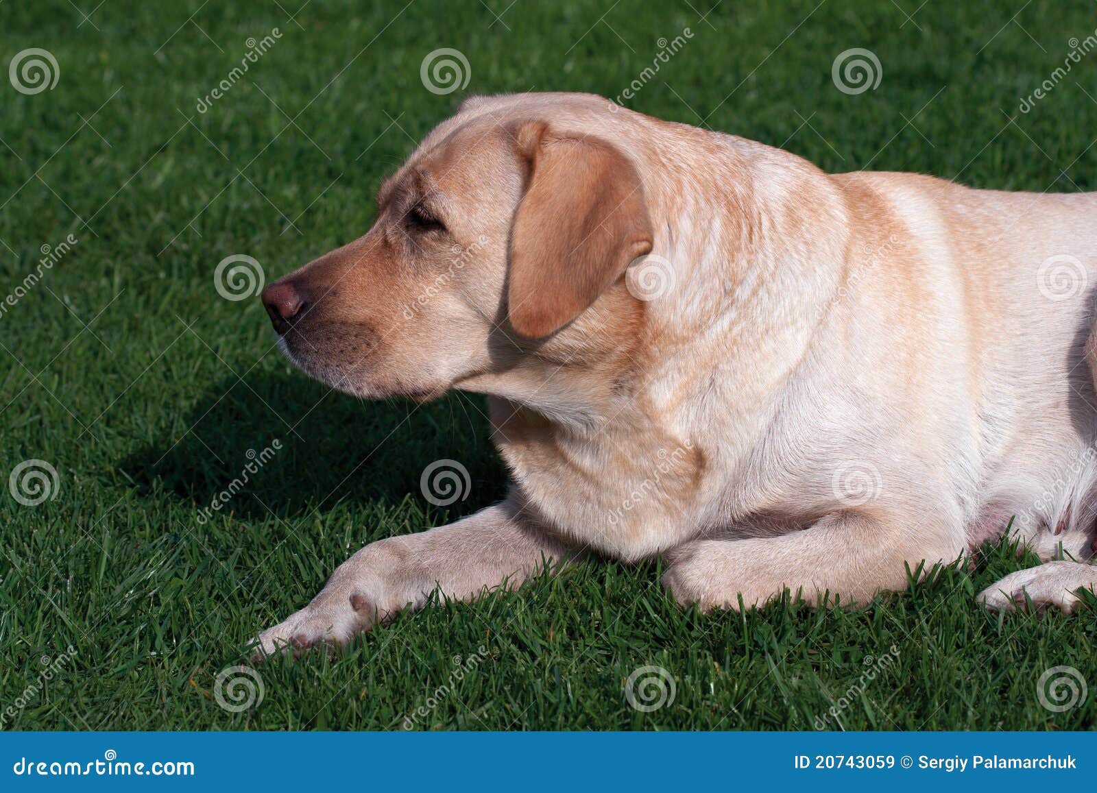 Labrador (retriever) Mother Stock Image - Image of affection, young ...