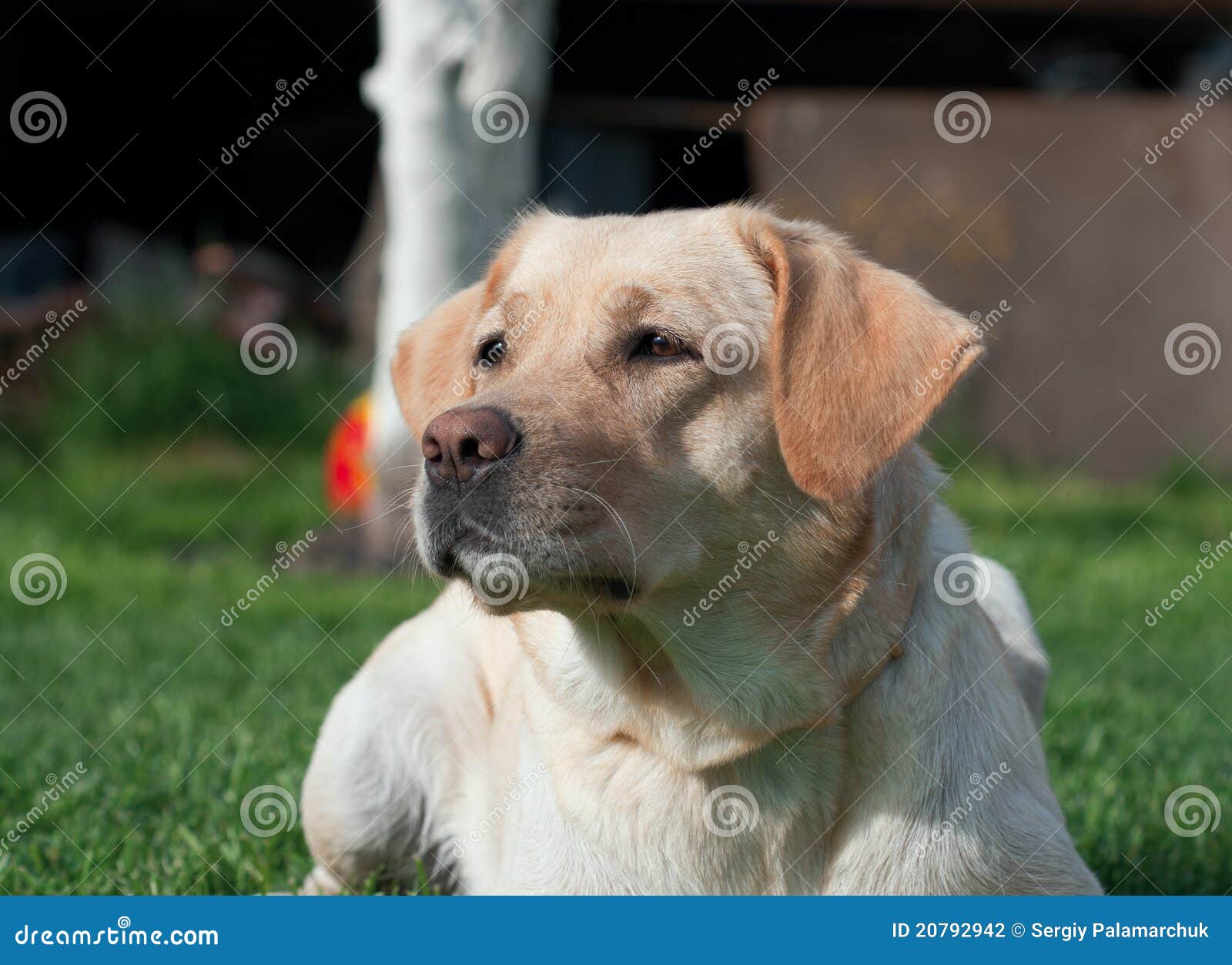 Labrador (retriever) Mother Stock Photo - Image of pets, white: 20792942