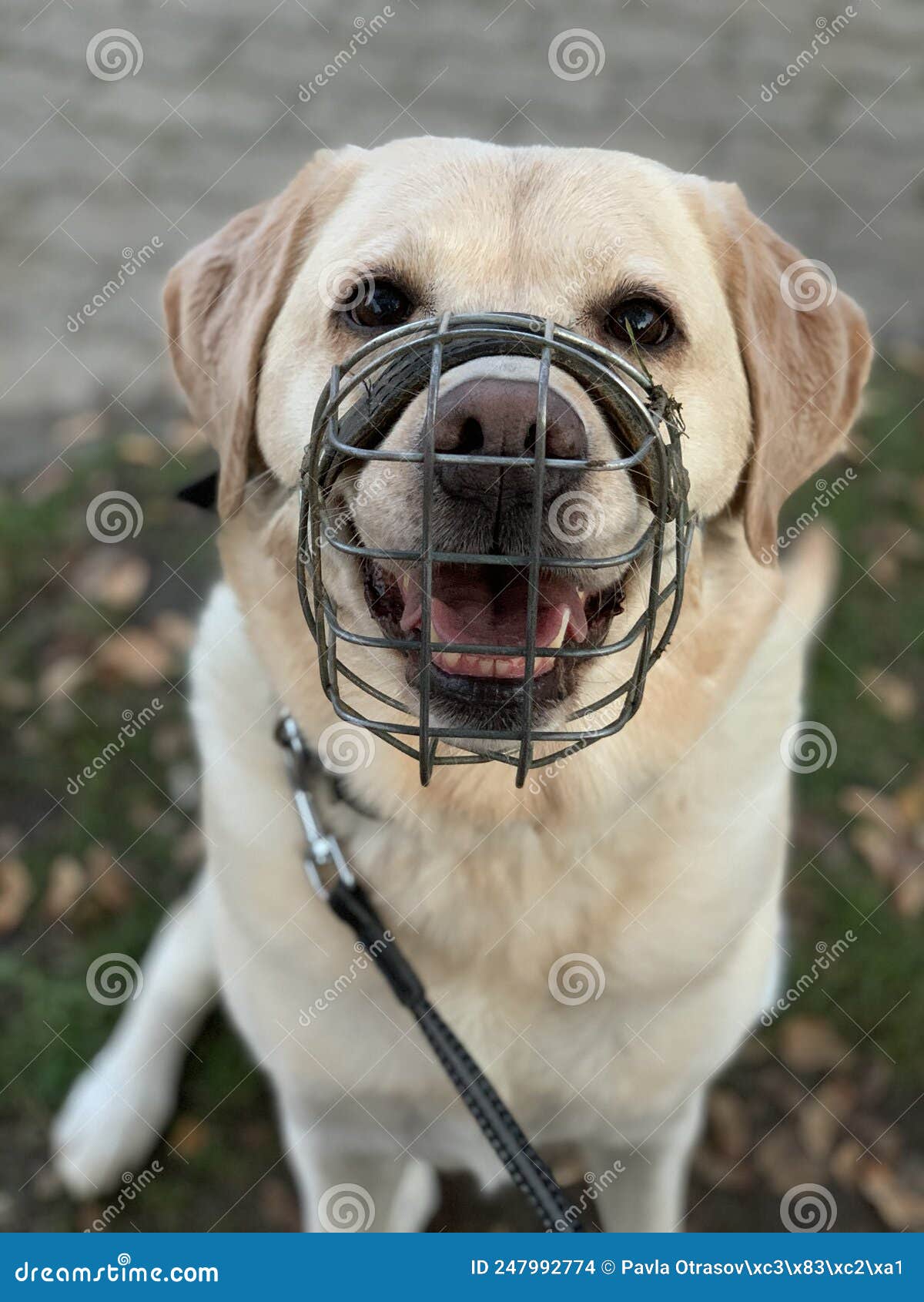 Labrador Retriever with Muzzle. Stock Photo - Image of sitting, nose ...