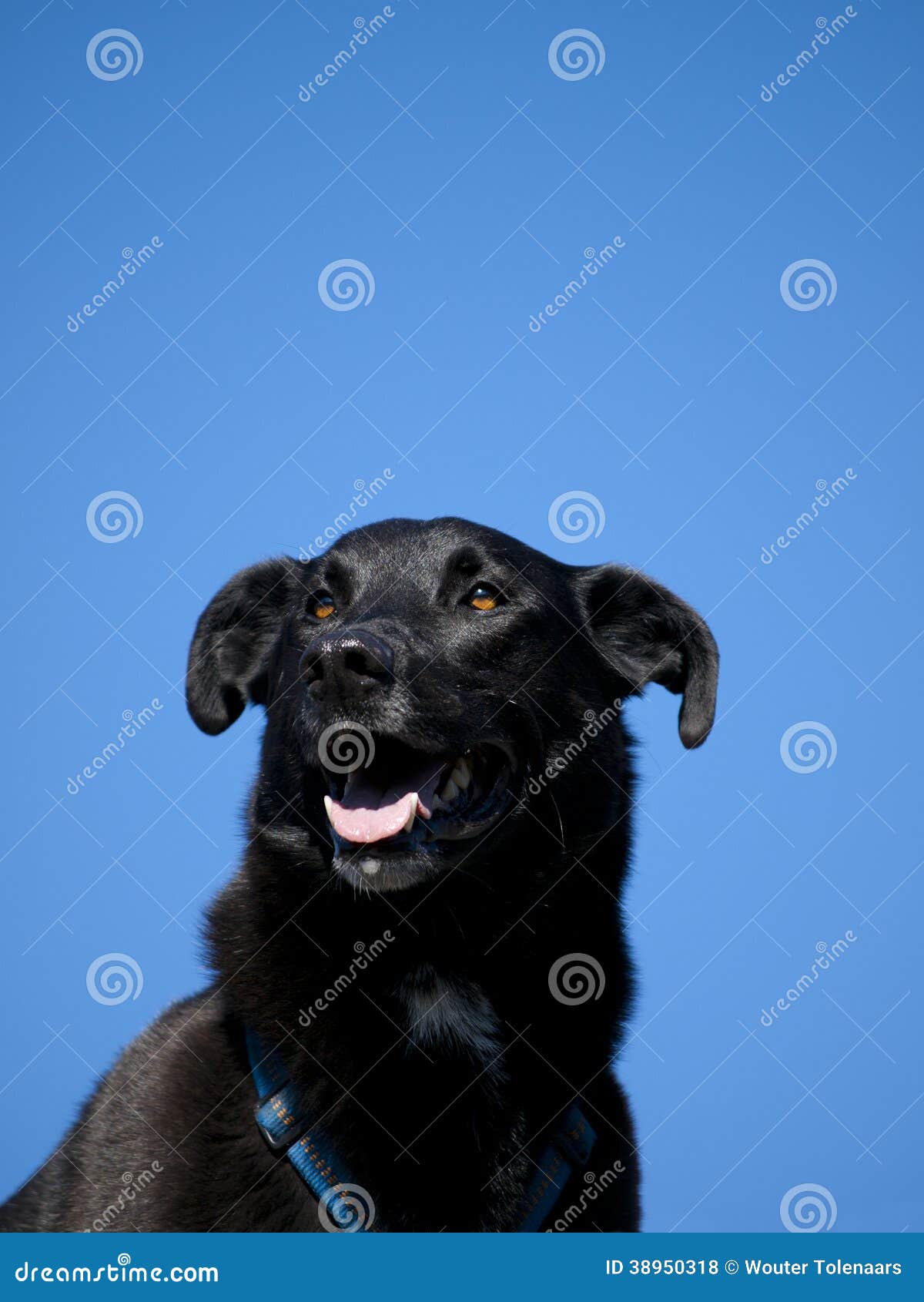 Labrador retriever negro foto de archivo. Imagen de doméstico - 38950318