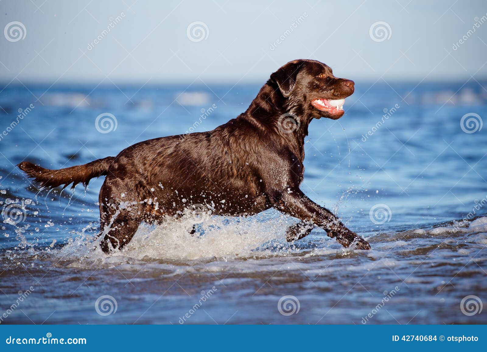 Labrador Retriever Pies W Wodzie Zdjęcie Stock - Obraz złożonej z ...