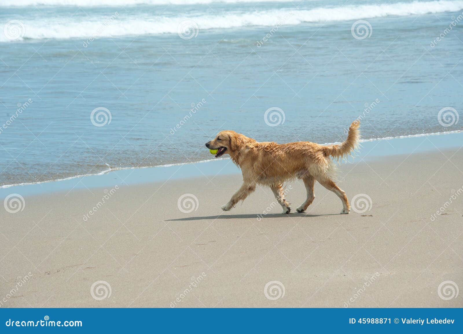 Labrador Retriever Playing at the Beach Stock Image - Image of ...