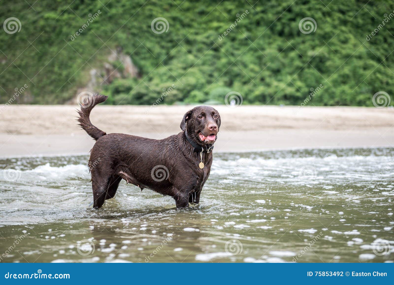 Labrador Retriever Playing at the Beach Stock Photo - Image of purebred ...