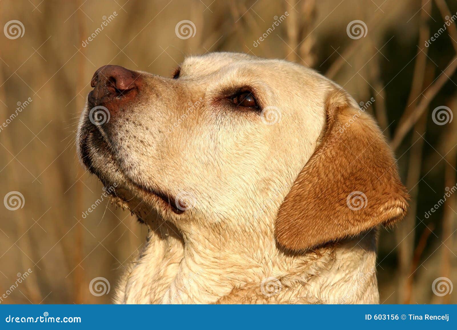 Labrador Retriever Portrait Stock Photo - Image of gundog, close: 603156