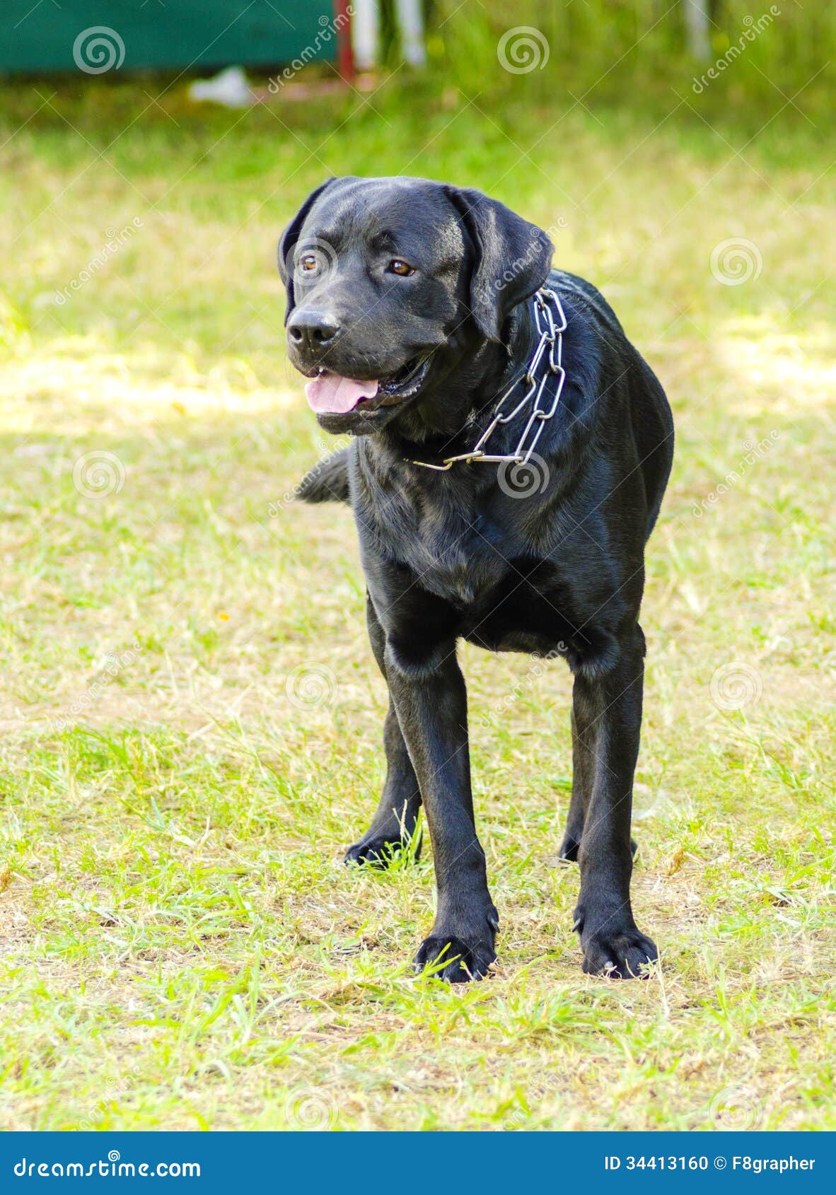 Labrador retriever (preto) foto de stock. Imagem de curta - 34413160