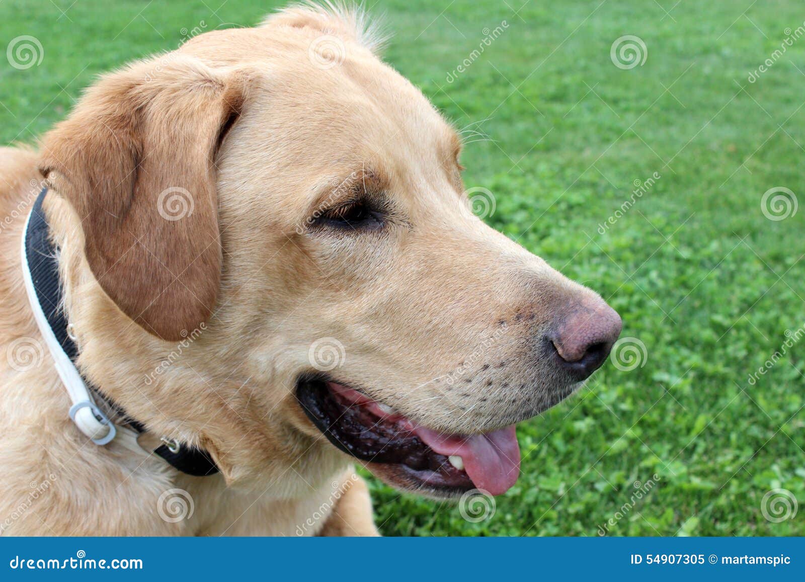 Labrador retriever profile stock image. Image of mascota - 54907305