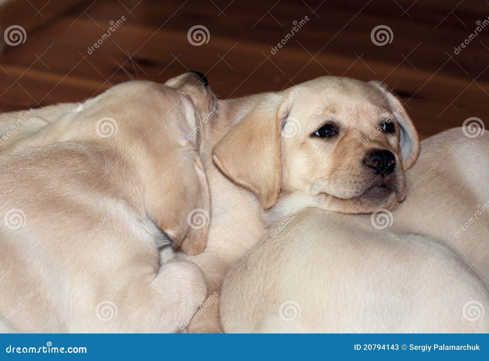 Labrador (retriever) Puppies Stock Image - Image of beige, dream: 20794143