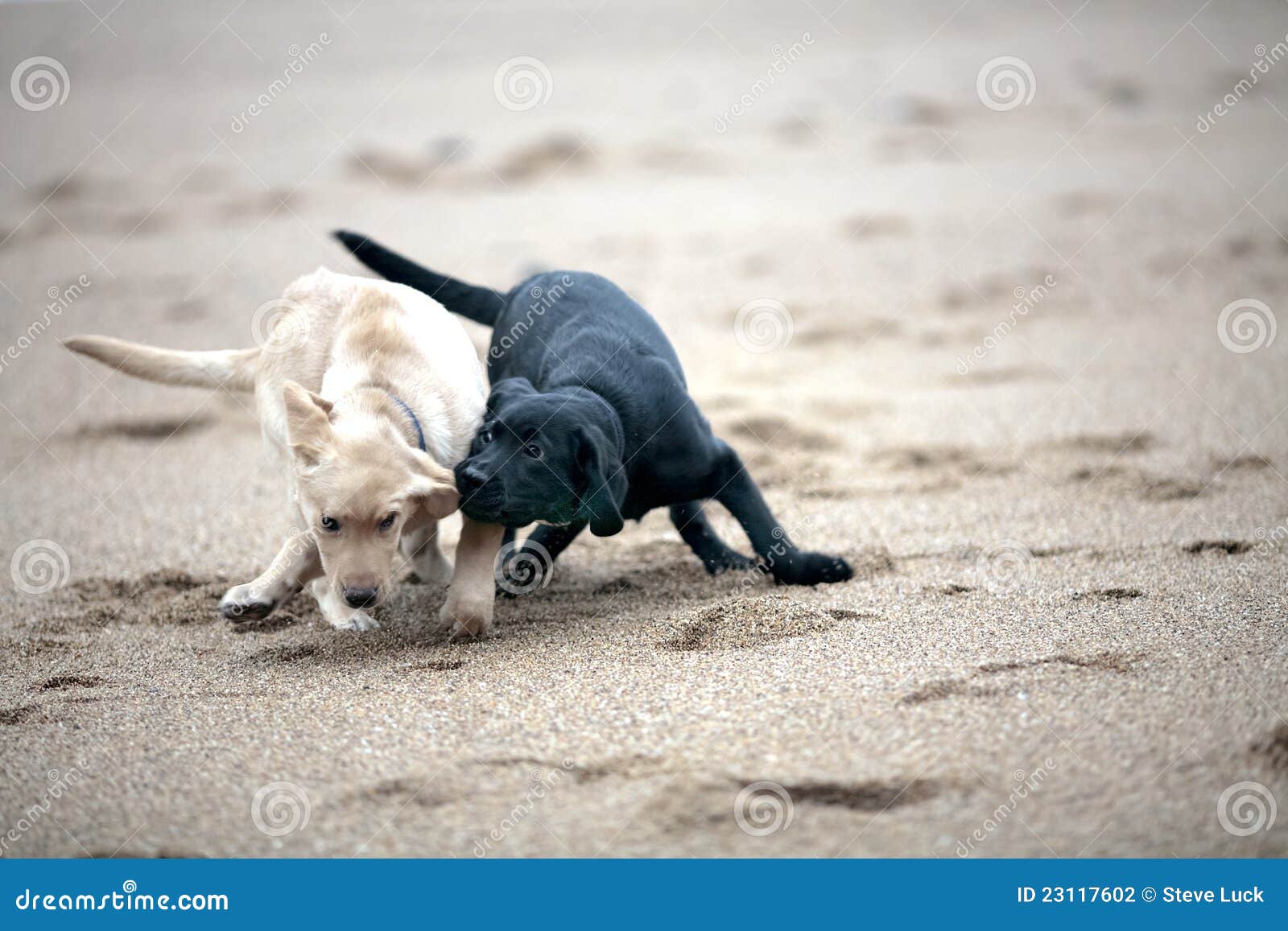Labrador Retriever Puppies Fighting Stock Photo - Image of gold, sandy ...