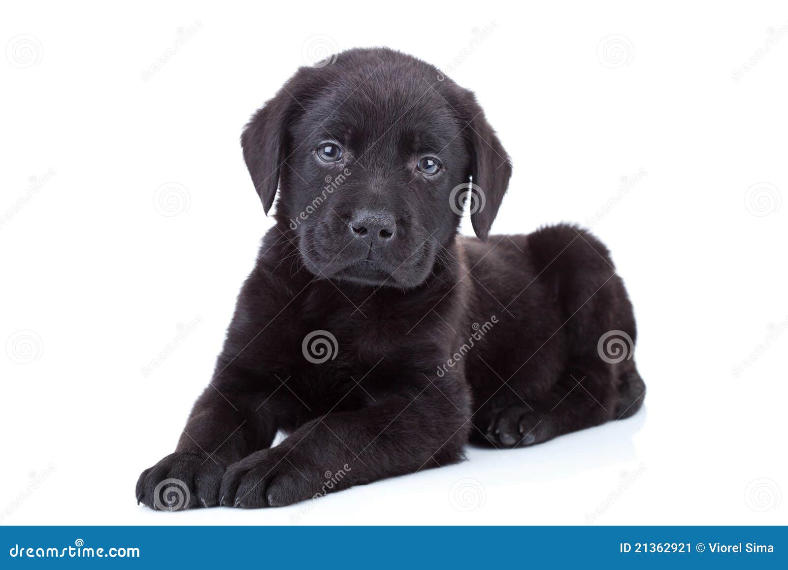 Miniature Black Lab Dog