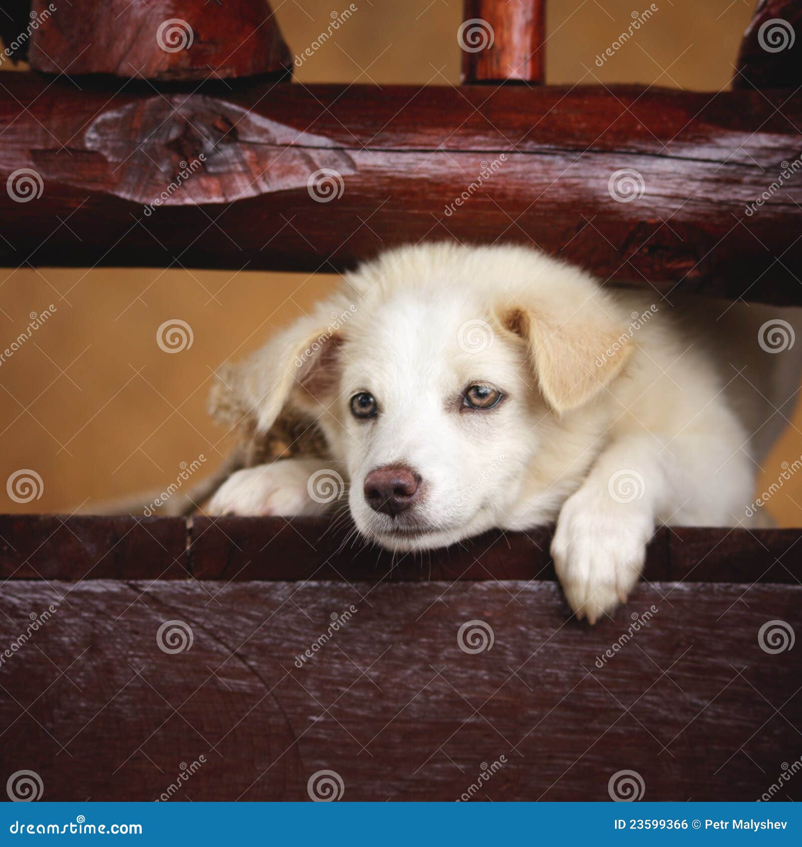 Labrador Retriever Puppy stock photo. Image of square - 23599366