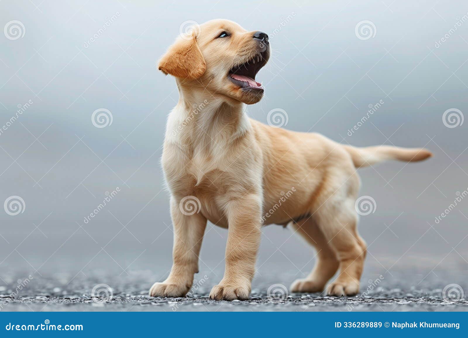 A Labrador Retriever Puppy Barking while Standing on a Smooth Surface ...