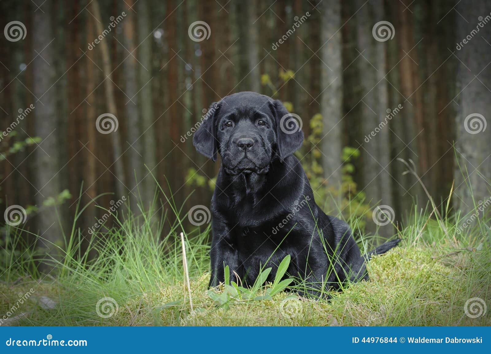 Labrador Retriever Puppy in Garden Stock Photo - Image of adorable ...