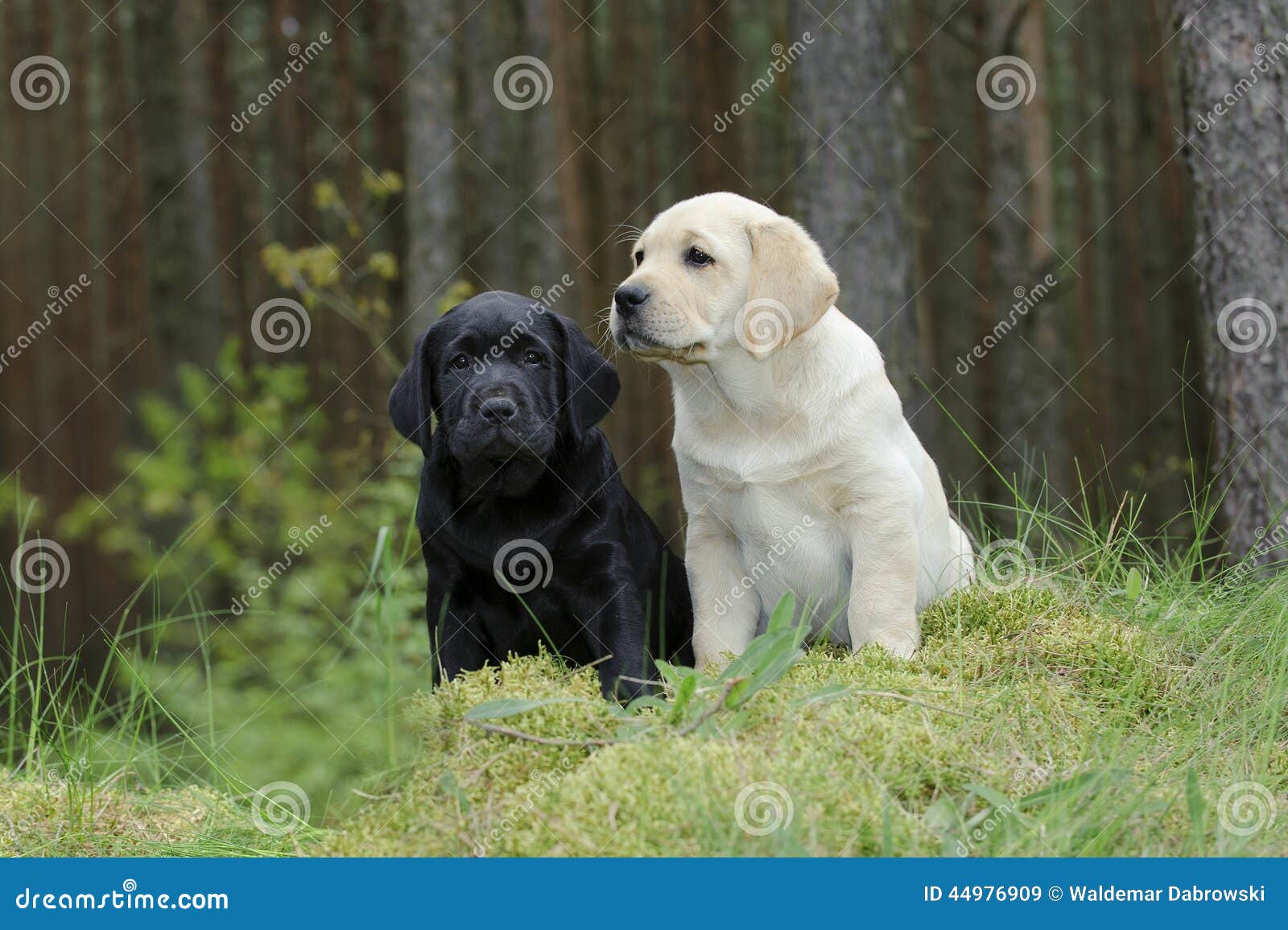 Labrador Retriever Puppy in Garden Stock Image - Image of cute, dogs ...