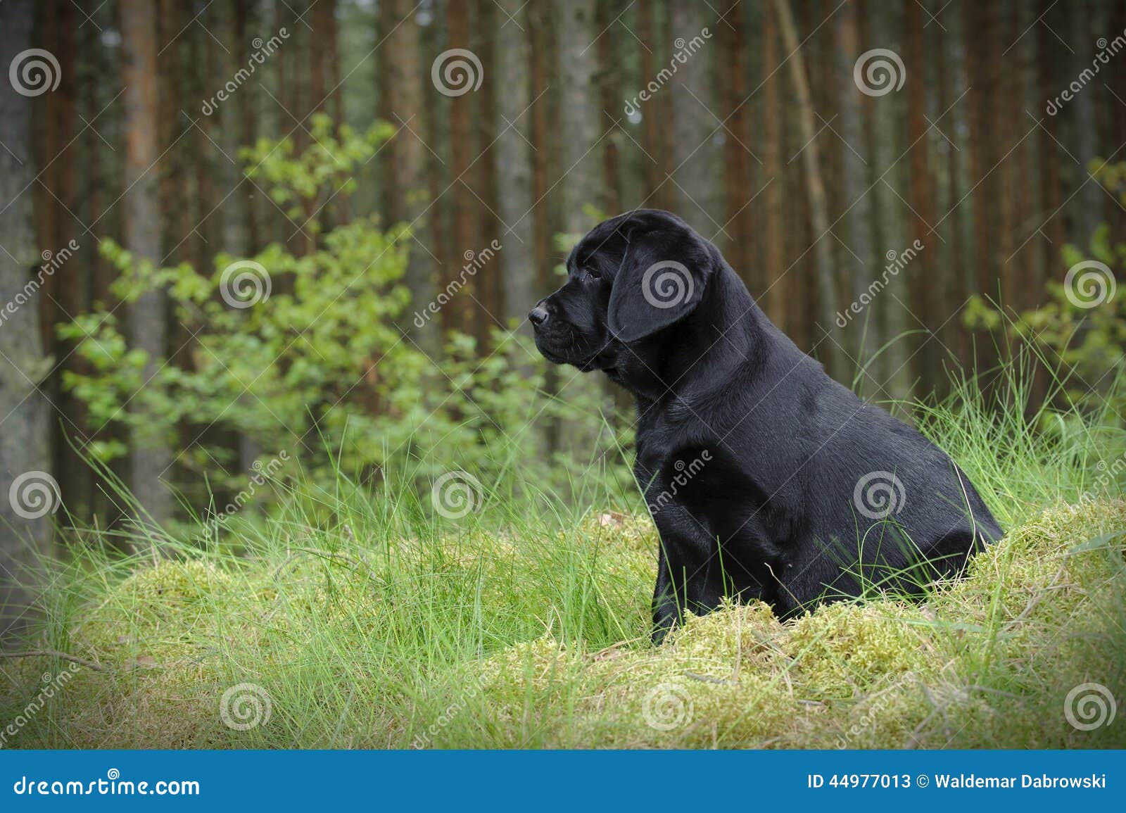 Labrador Retriever Puppy in Garden Stock Image - Image of affection ...