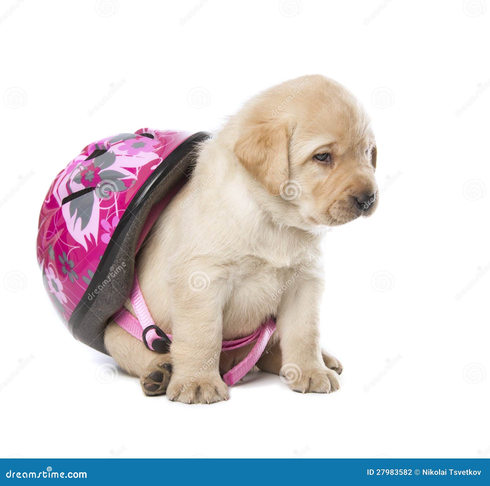 Labrador Retriever Puppy with a Helmet Stock Photo - Image of children ...