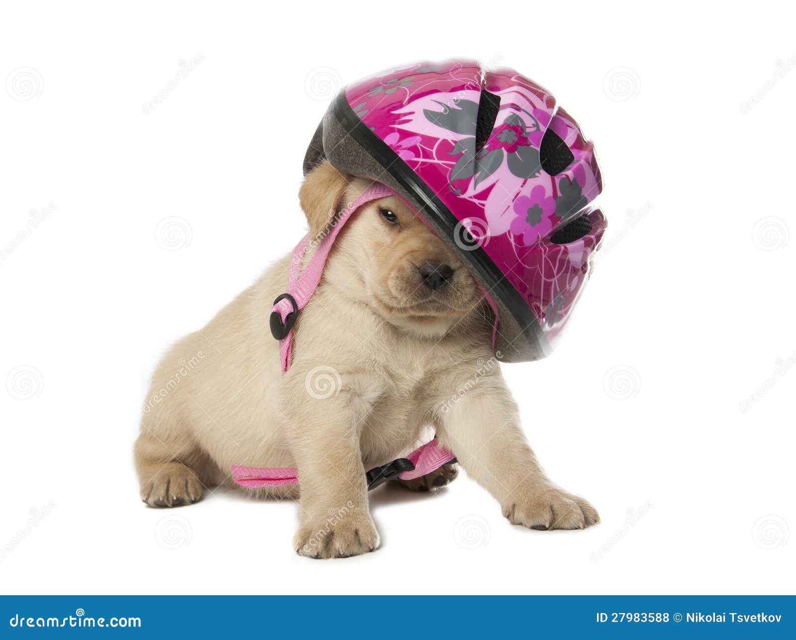 Labrador Retriever Puppy with a Helmet Stock Photo - Image of little ...