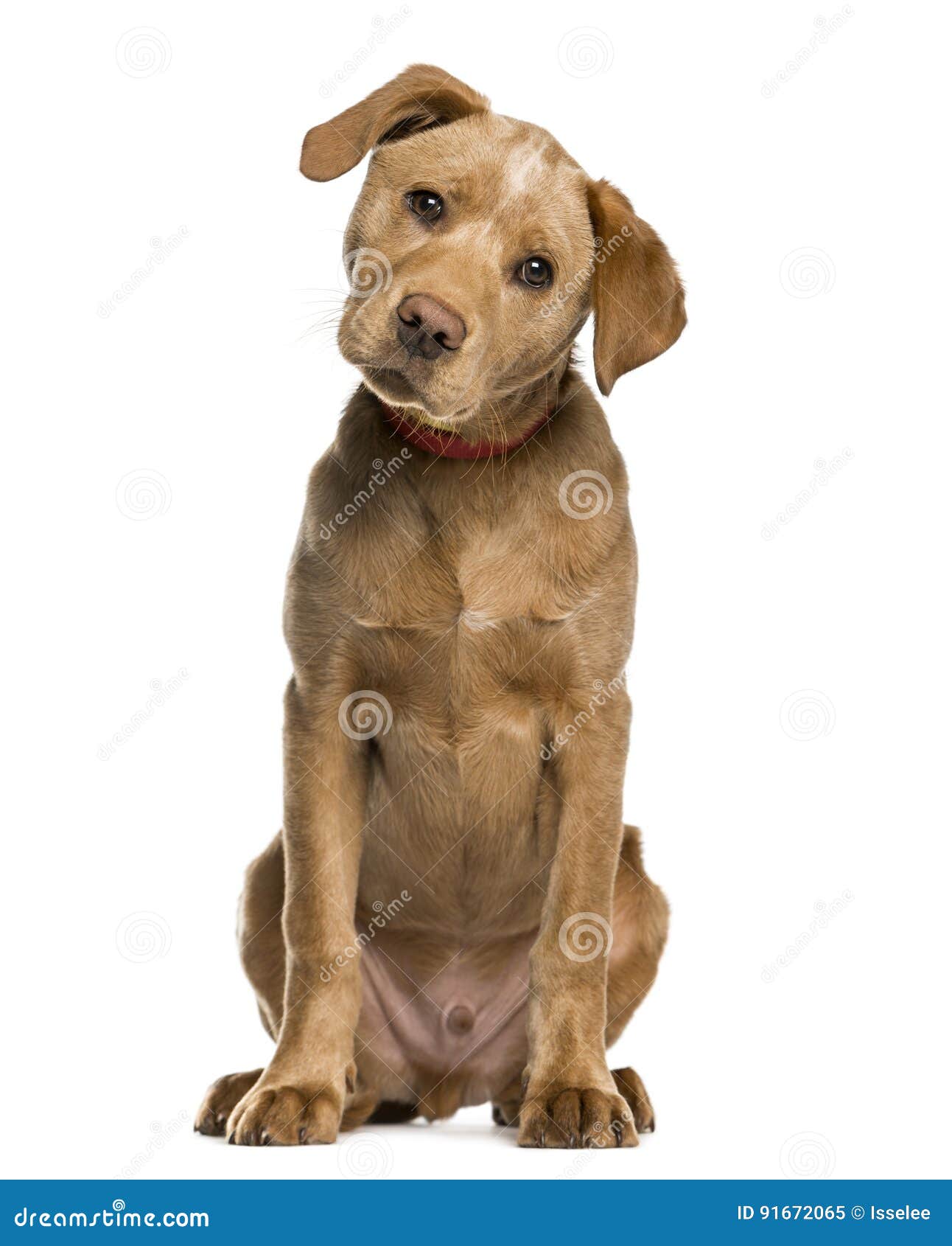 Labrador Retriever Puppy Looking at the Camera Stock Image - Image of ...
