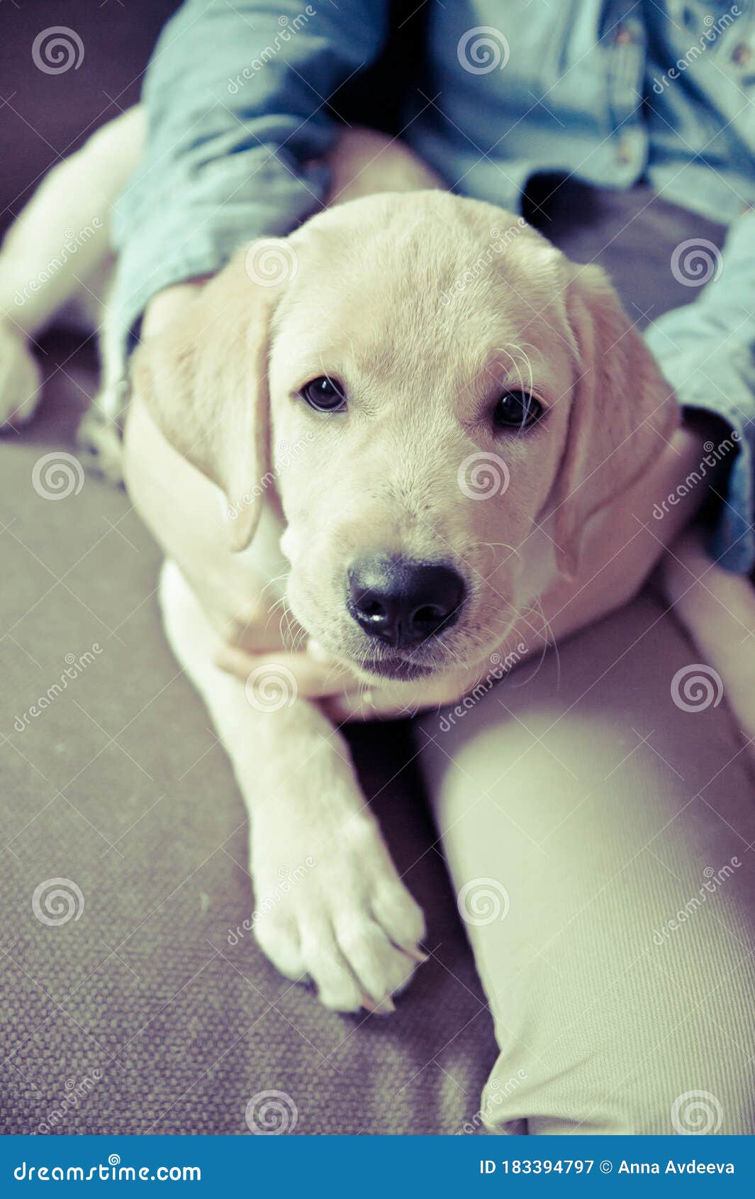 A Labrador Retriever Puppy Looking Serious in Hugs Stock Image - Image ...