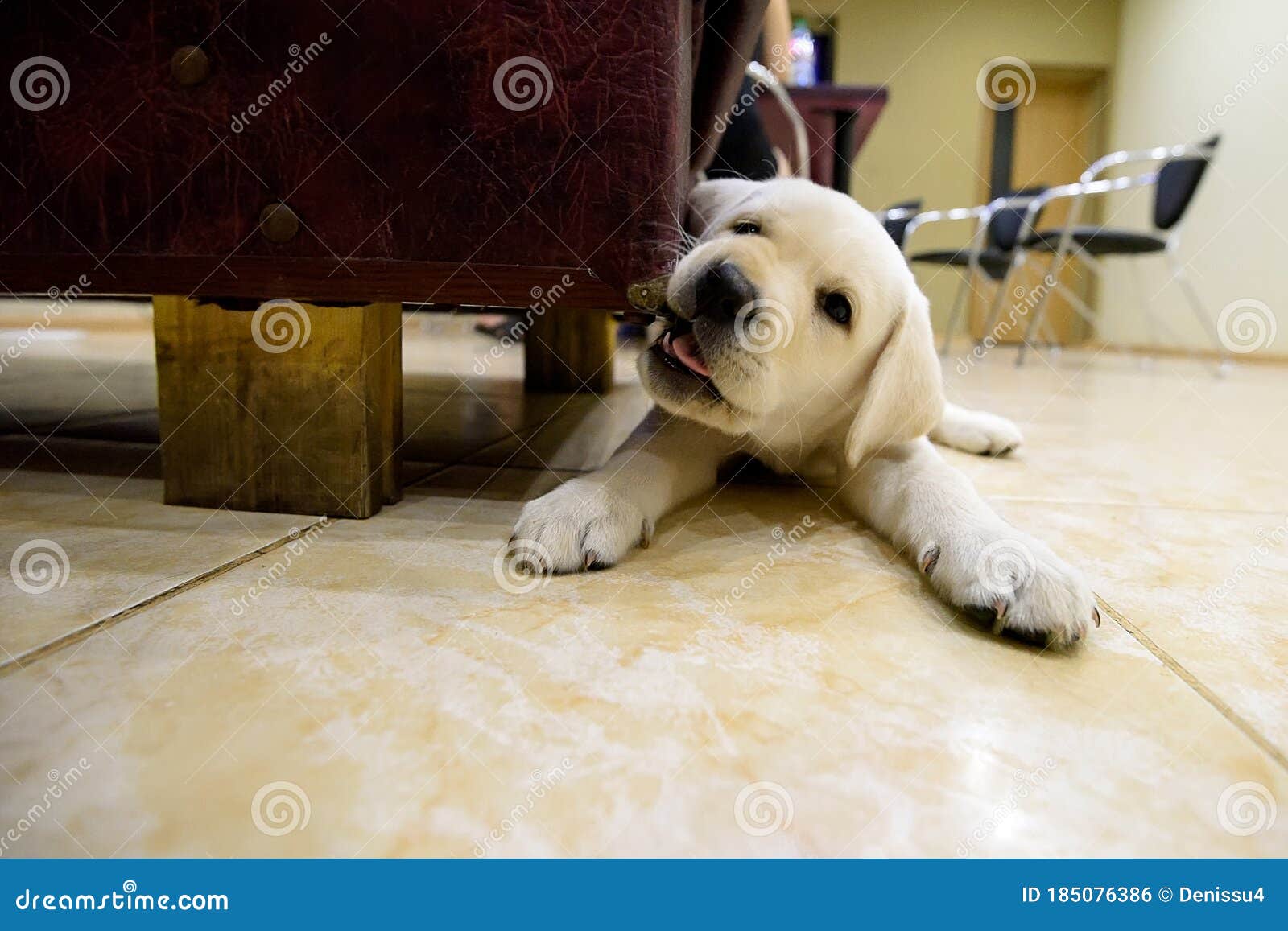 Destruction Labrador Puppy Stock Photos - Free & Royalty-Free Stock ...