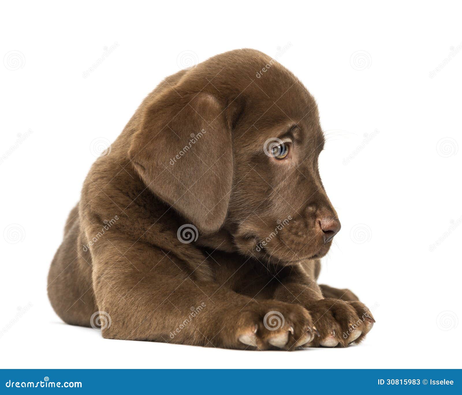 Labrador Retriever Puppy Lying and Looking Down, 2 Months Old Stock ...