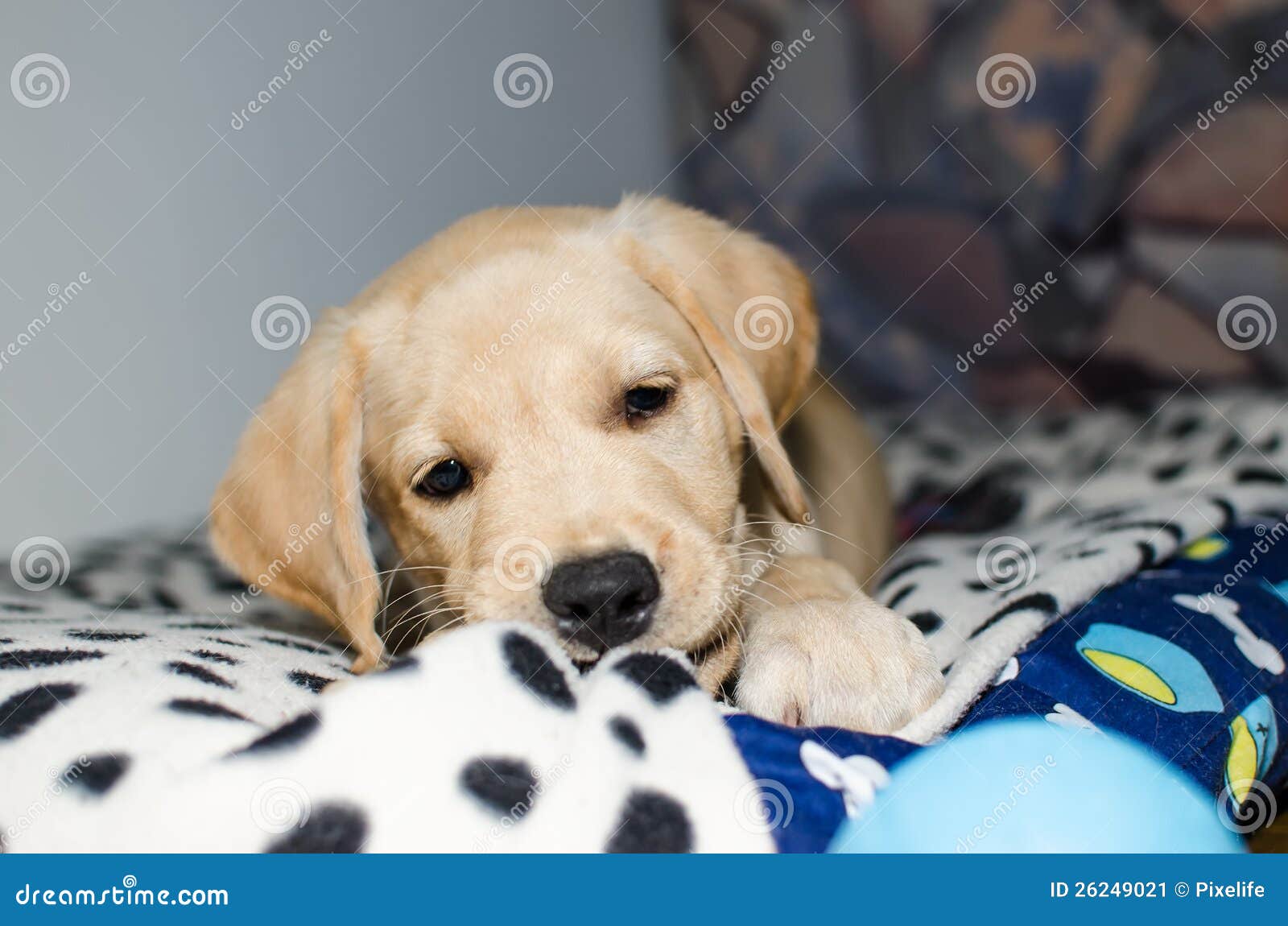 Labrador Retriever Puppy Playing Stock Image - Image of golden, doggy ...