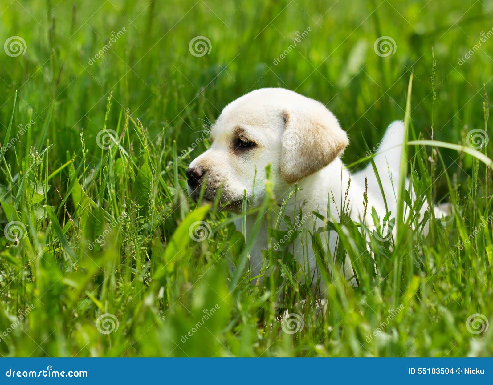 Labrador Retriever Puppy Playing Stock Photo - Image of look, baby ...