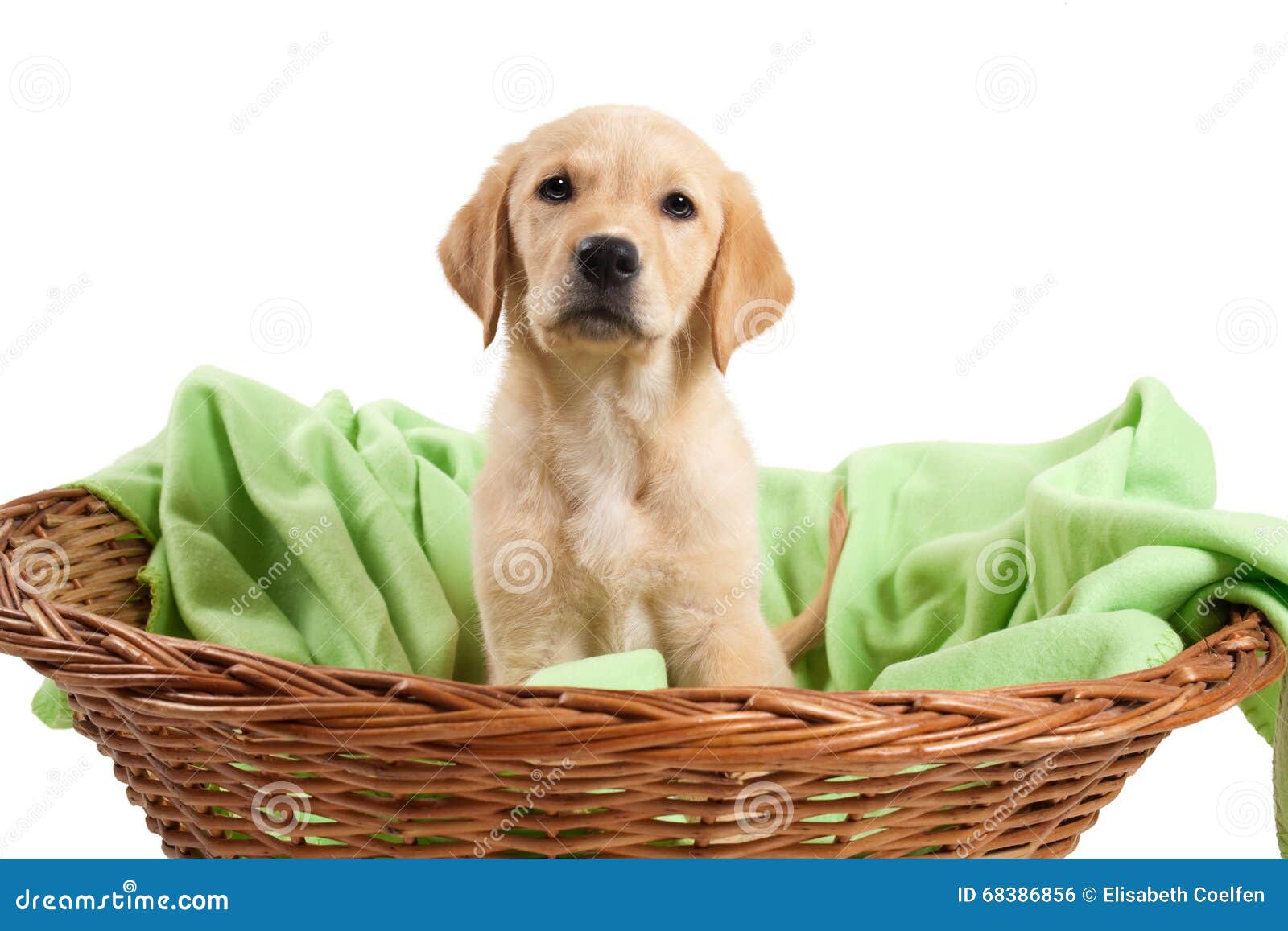 Labrador retriever puppy stock photo. Image of basket - 68386856