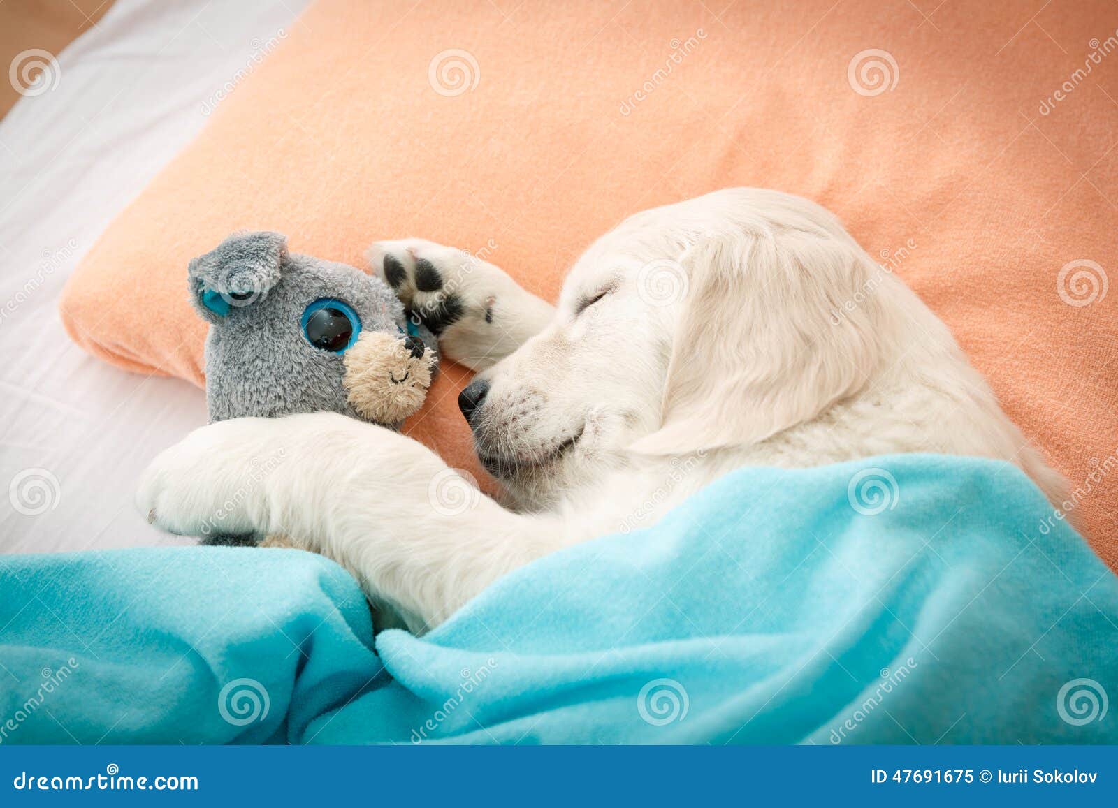Labrador retriever puppy stock image. Image of comfortable - 47691675