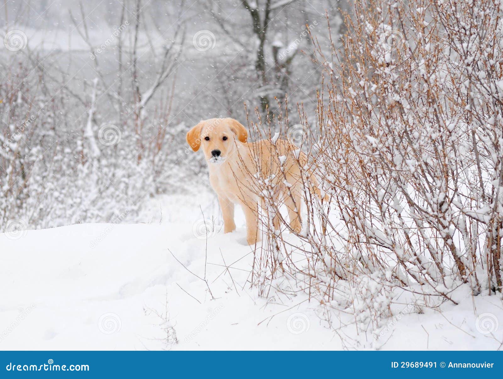 Labrador Retriever Puppy in the Snow Stock Image - Image of healthy ...