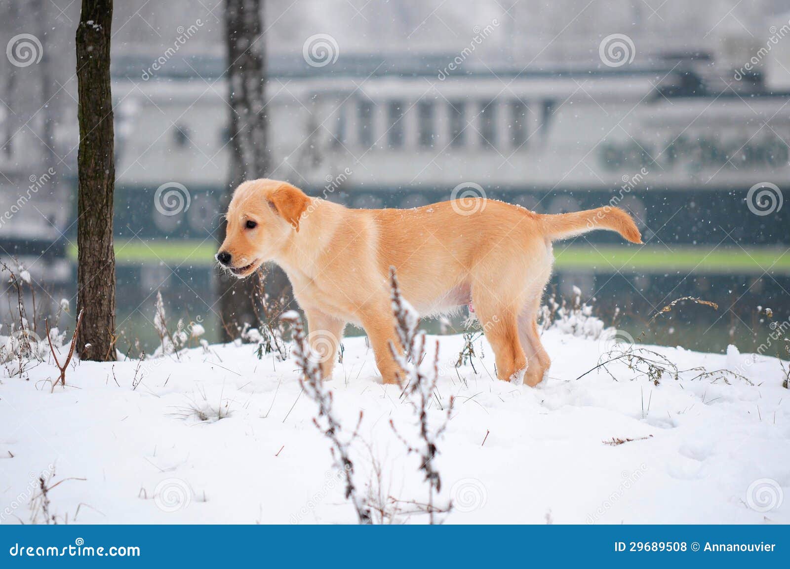 Labrador Retriever Puppy in the Snow Stock Photo - Image of retriever ...