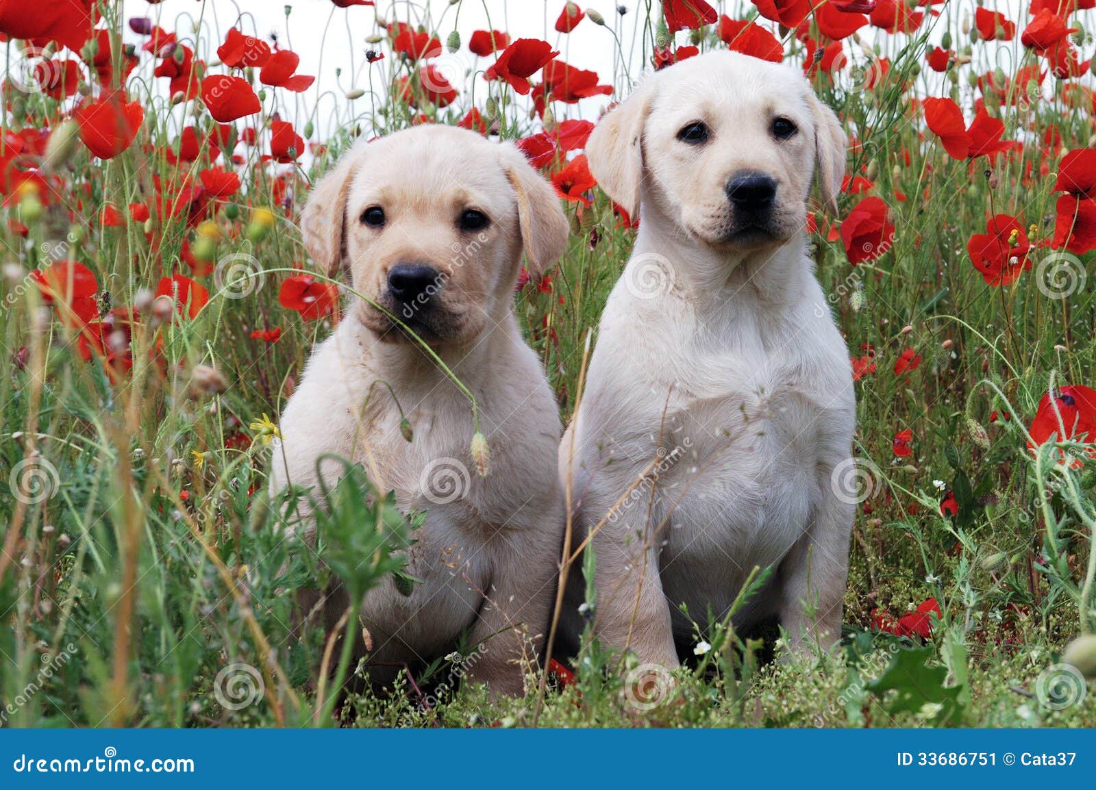 Labrador Retriever puppy stock image. Image of canine - 33686751