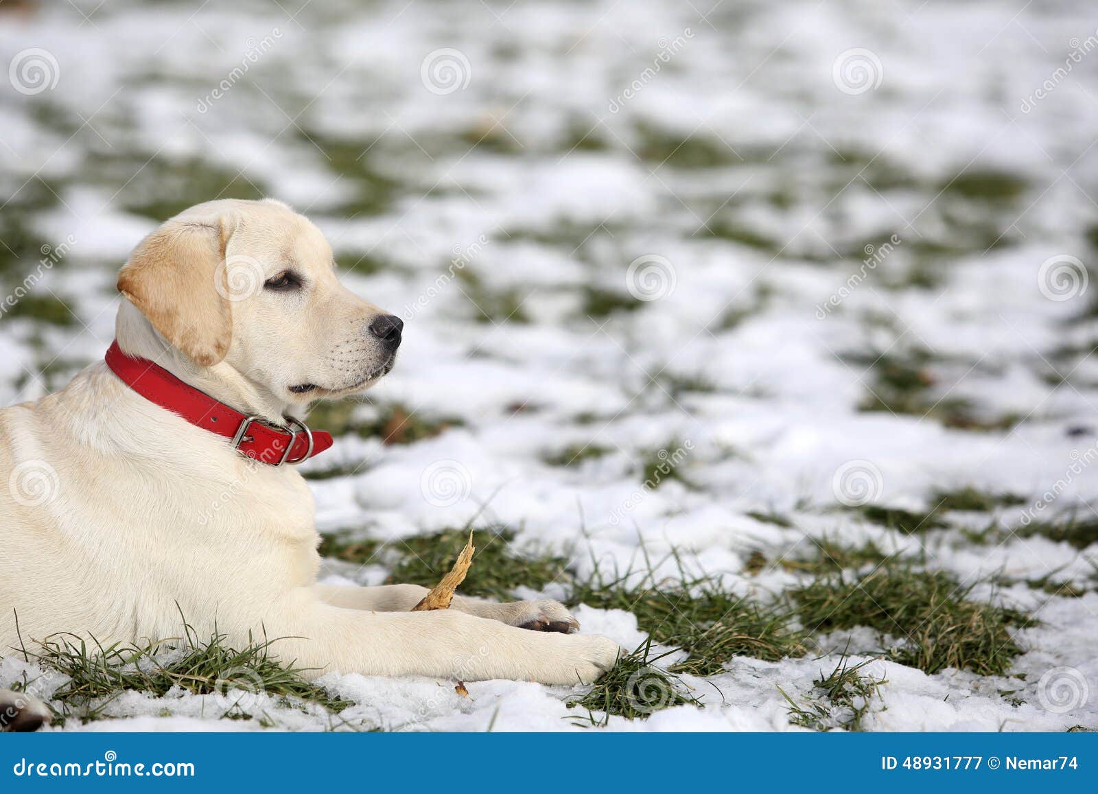 Labrador Retriever Puppy in Yard on Winter Looking at Right Stock Image ...