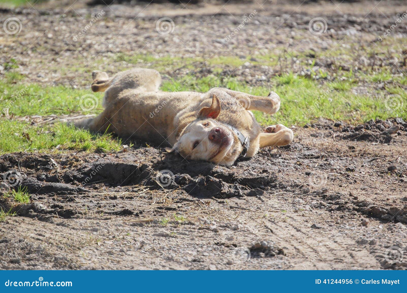 Dog Rolling Mud Stock Photos - Free & Royalty-Free Stock Photos from ...