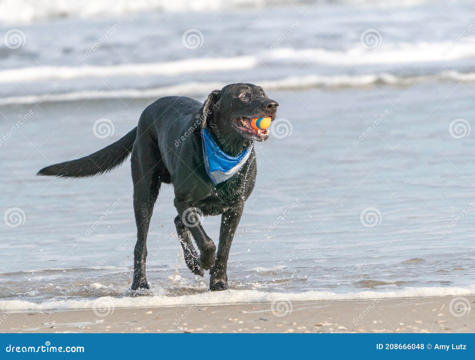 Labrador Retriever Running on Beach Stock Photo - Image of jersey, copy ...