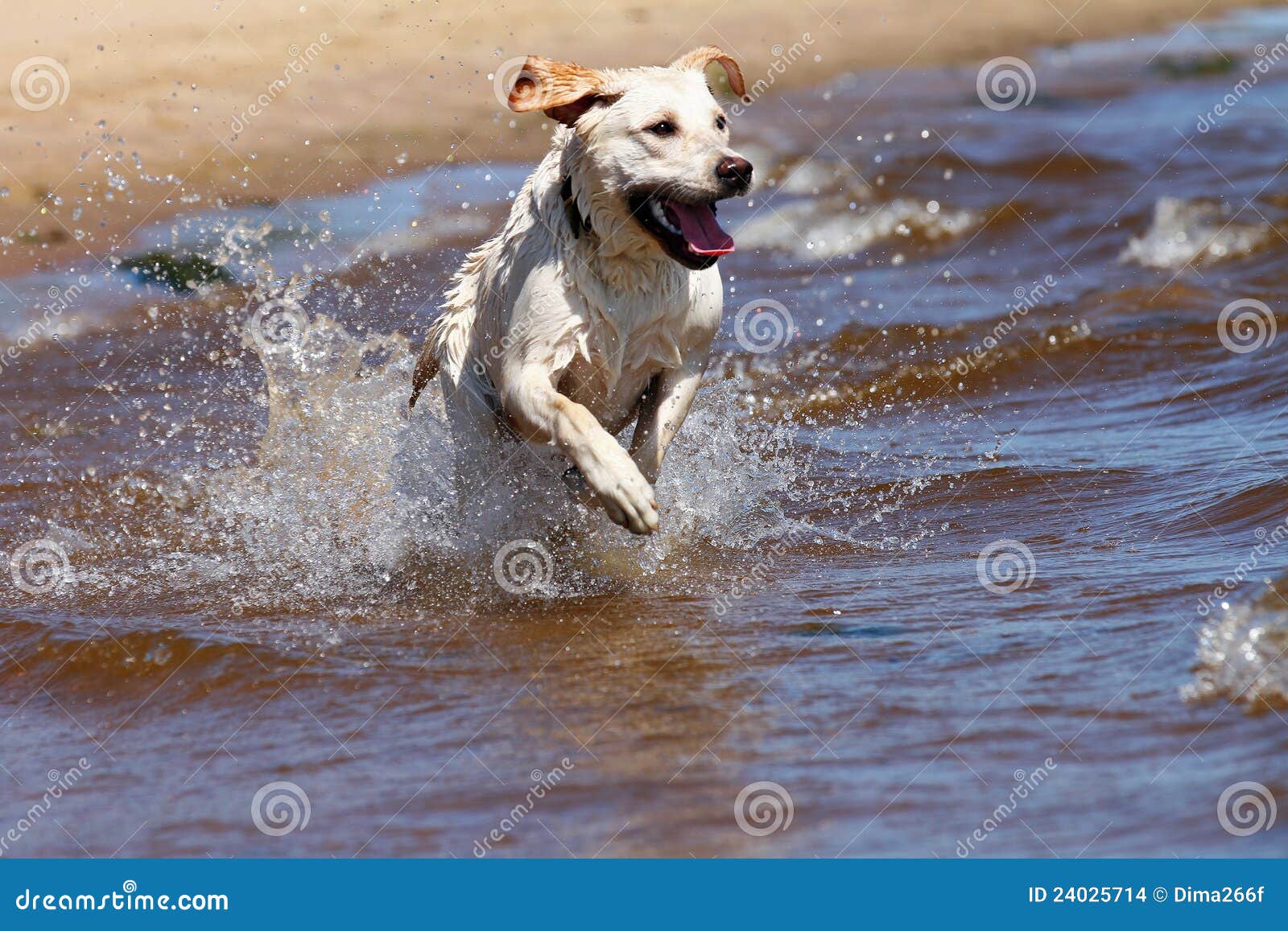 Labrador Retriever Running and Splashing in Water Stock Photo - Image ...