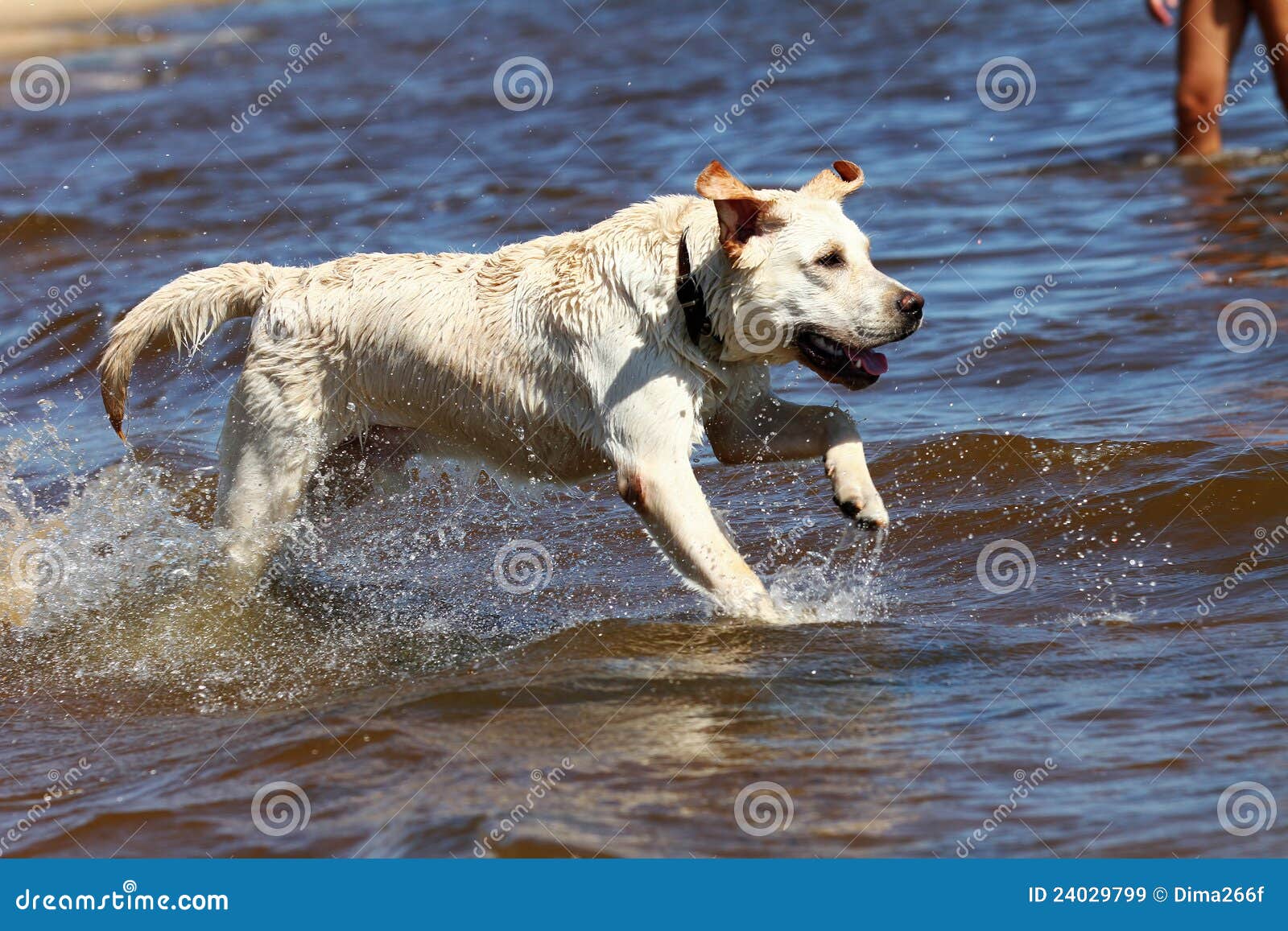 Labrador Retriever Running and Splashing in Water Stock Image - Image ...