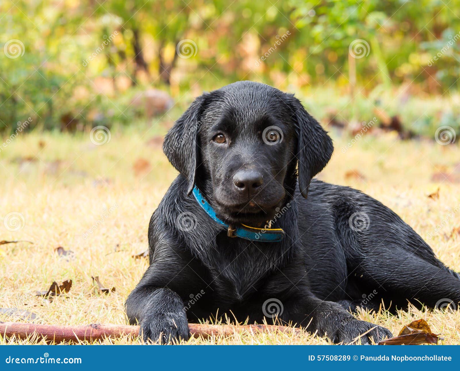 Labrador Retriever stock image. Image of purebred, backyard - 57508289