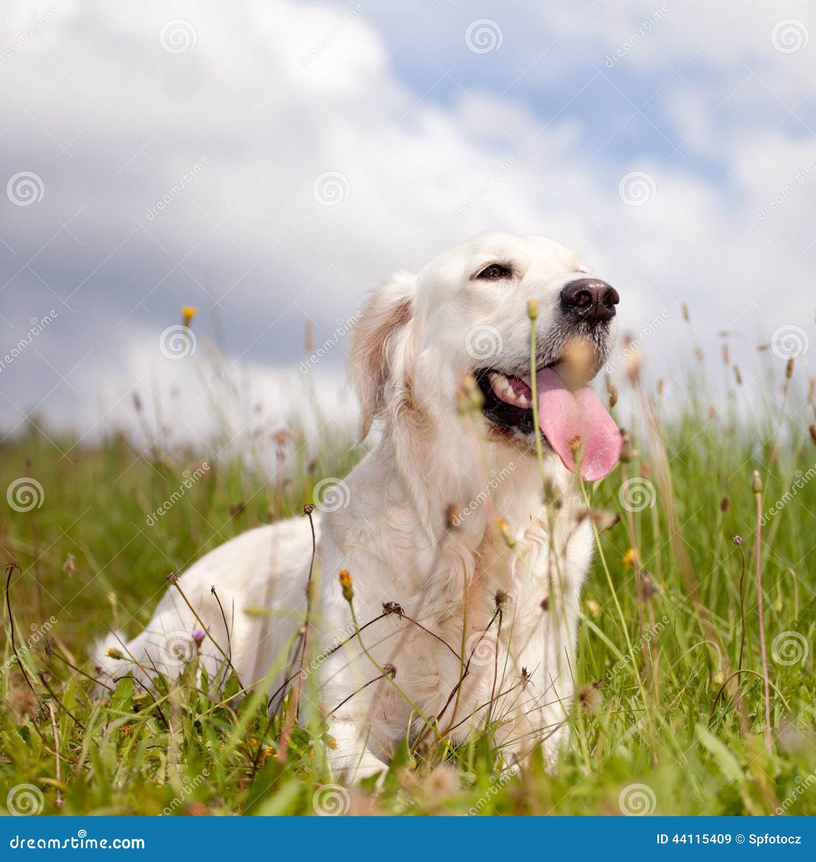 Labrador retriever stock image. Image of labrador, friendly - 44115409