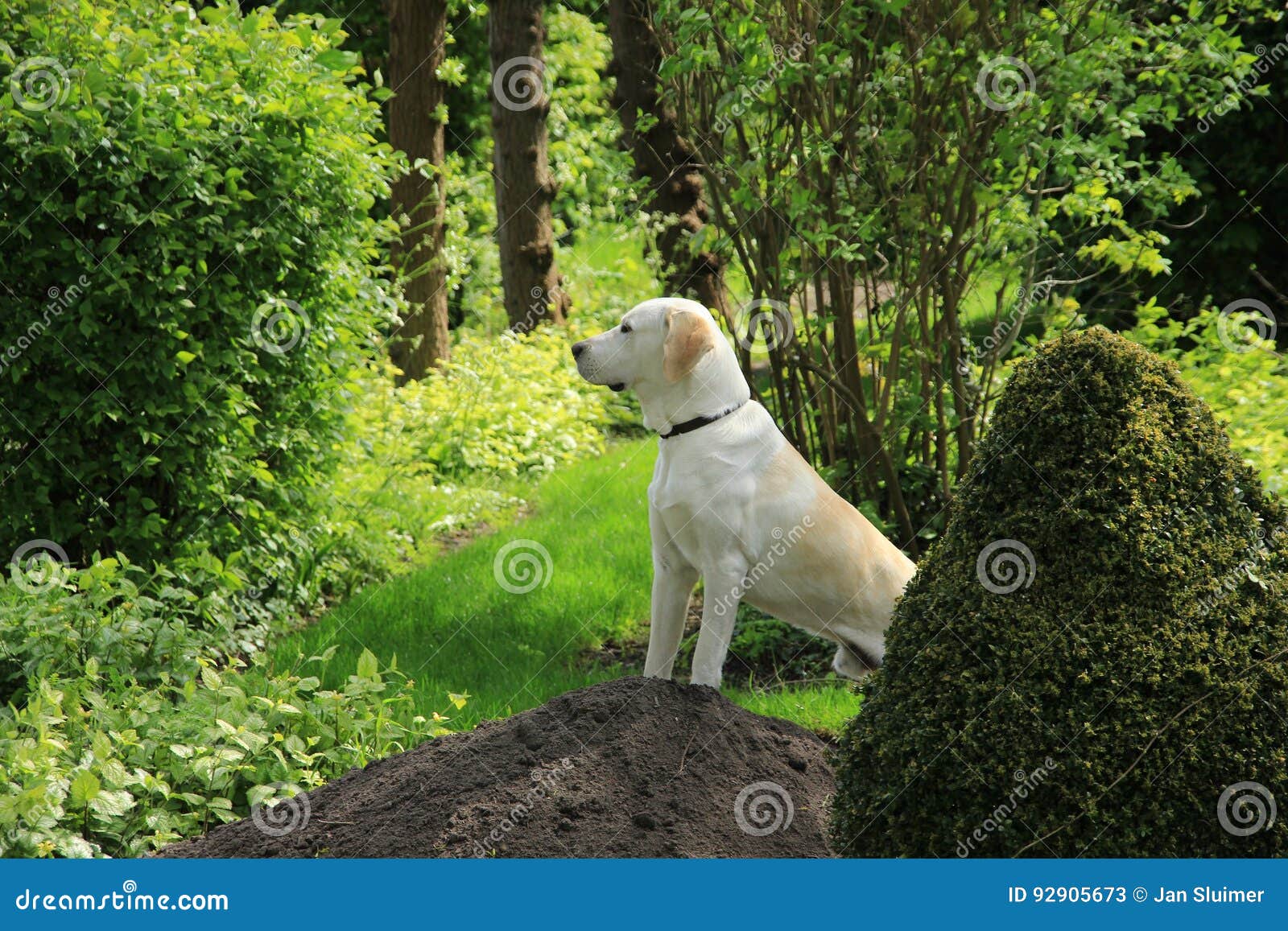 Labrador retriever. stock image. Image of hunter, place - 92905673
