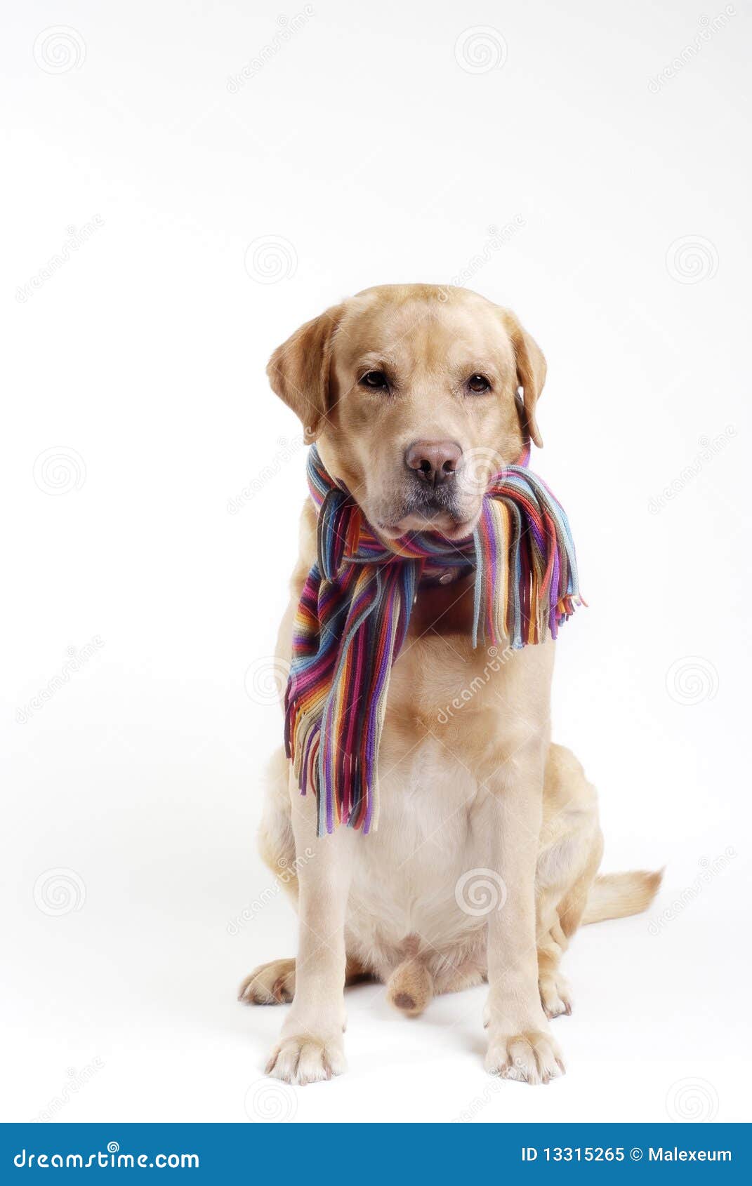 Labrador Retriever Sitting in a Scarf Stock Image - Image of front ...