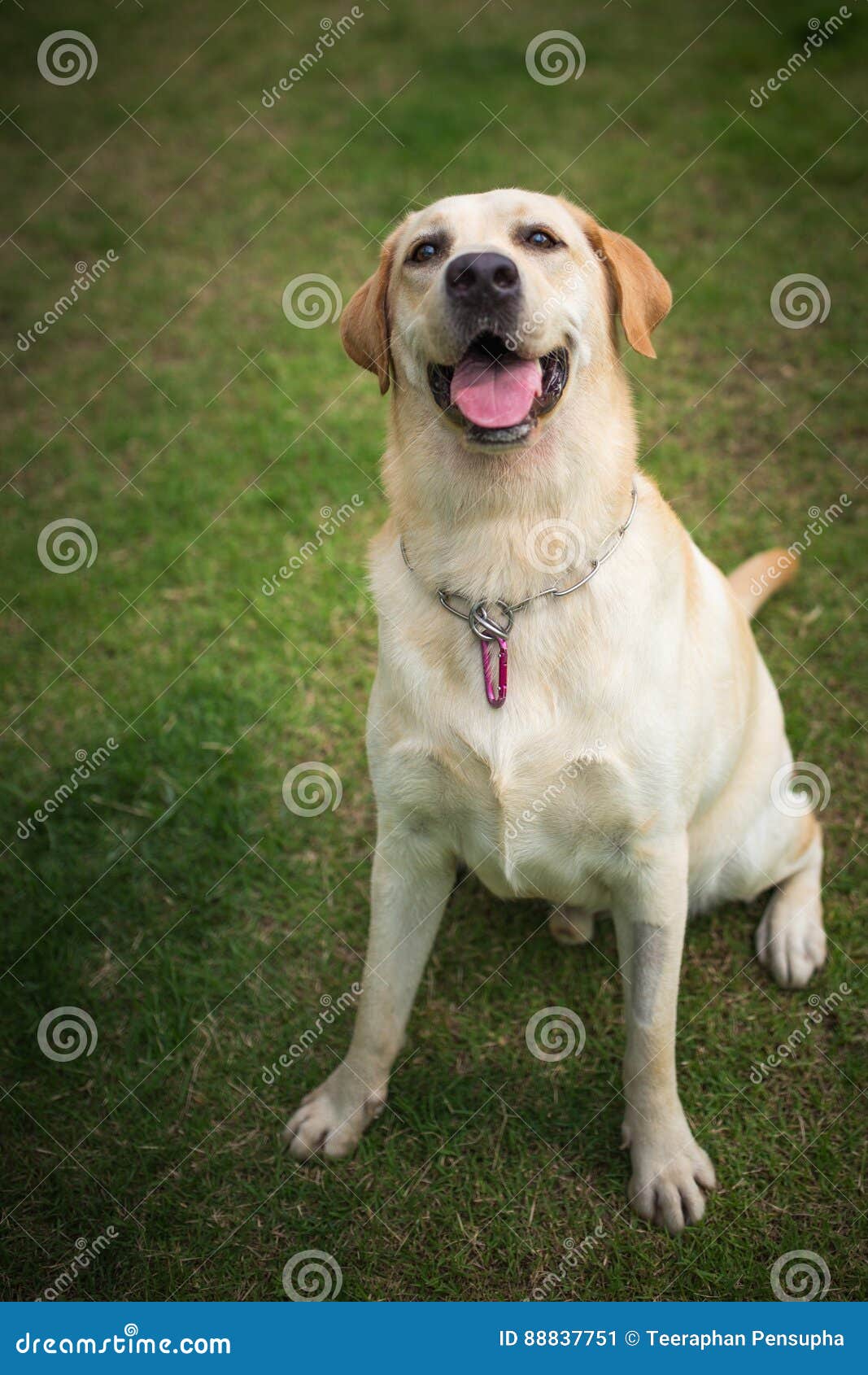 Labrador Retriever Smile in the Garden Stock Image - Image of outdoor ...