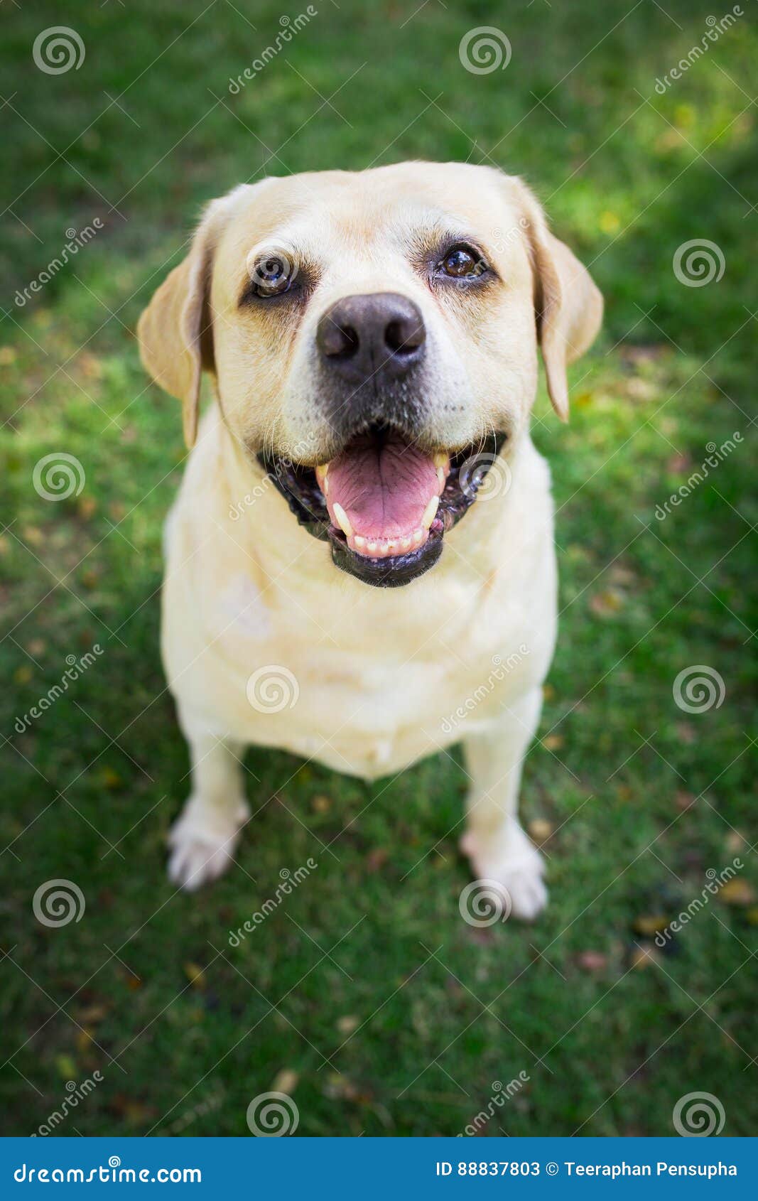 Labrador Retriever Smile in the Garden Stock Image - Image of thailand ...