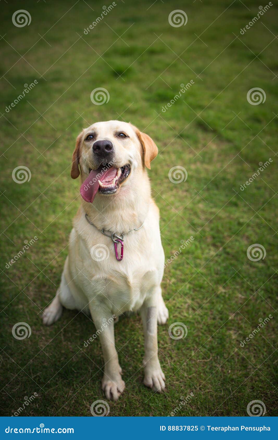 Labrador Retriever Smile and Happy Stock Image - Image of pets, garden ...
